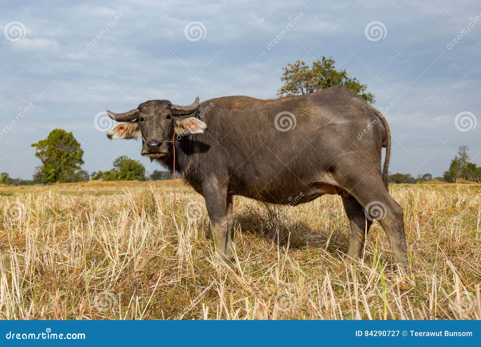 Buffalow and Cow stock image. Image of buffalo, wild - 84290727