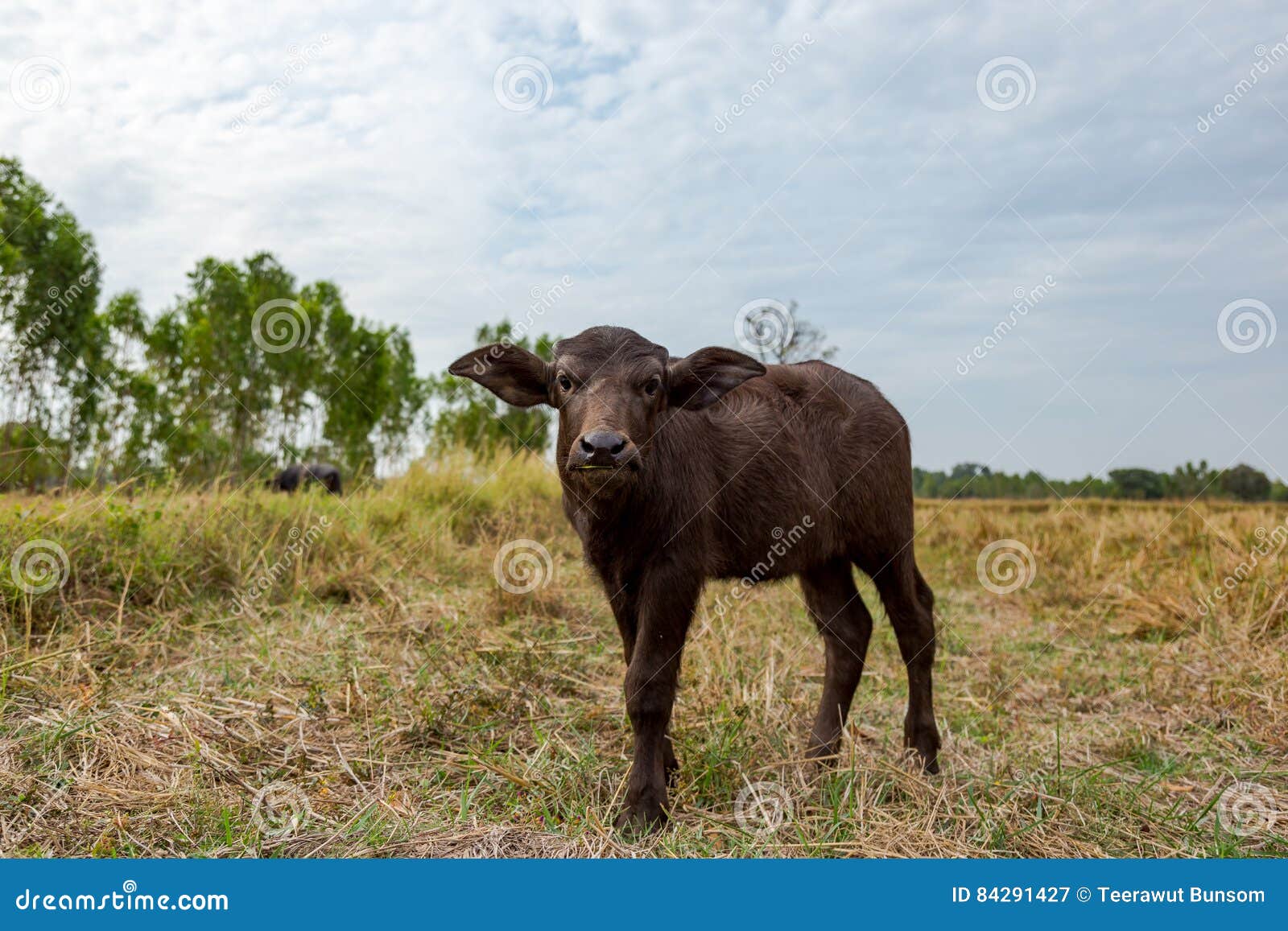 Buffalow and Cow stock image. Image of field, farm, buffalo - 84291427