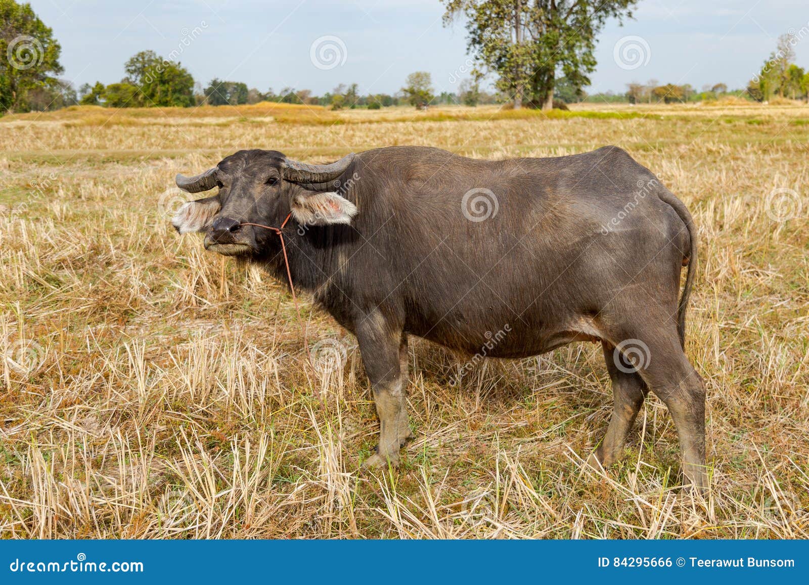 Buffalow and Cow stock photo. Image of buffalo, sunrise - 84295666
