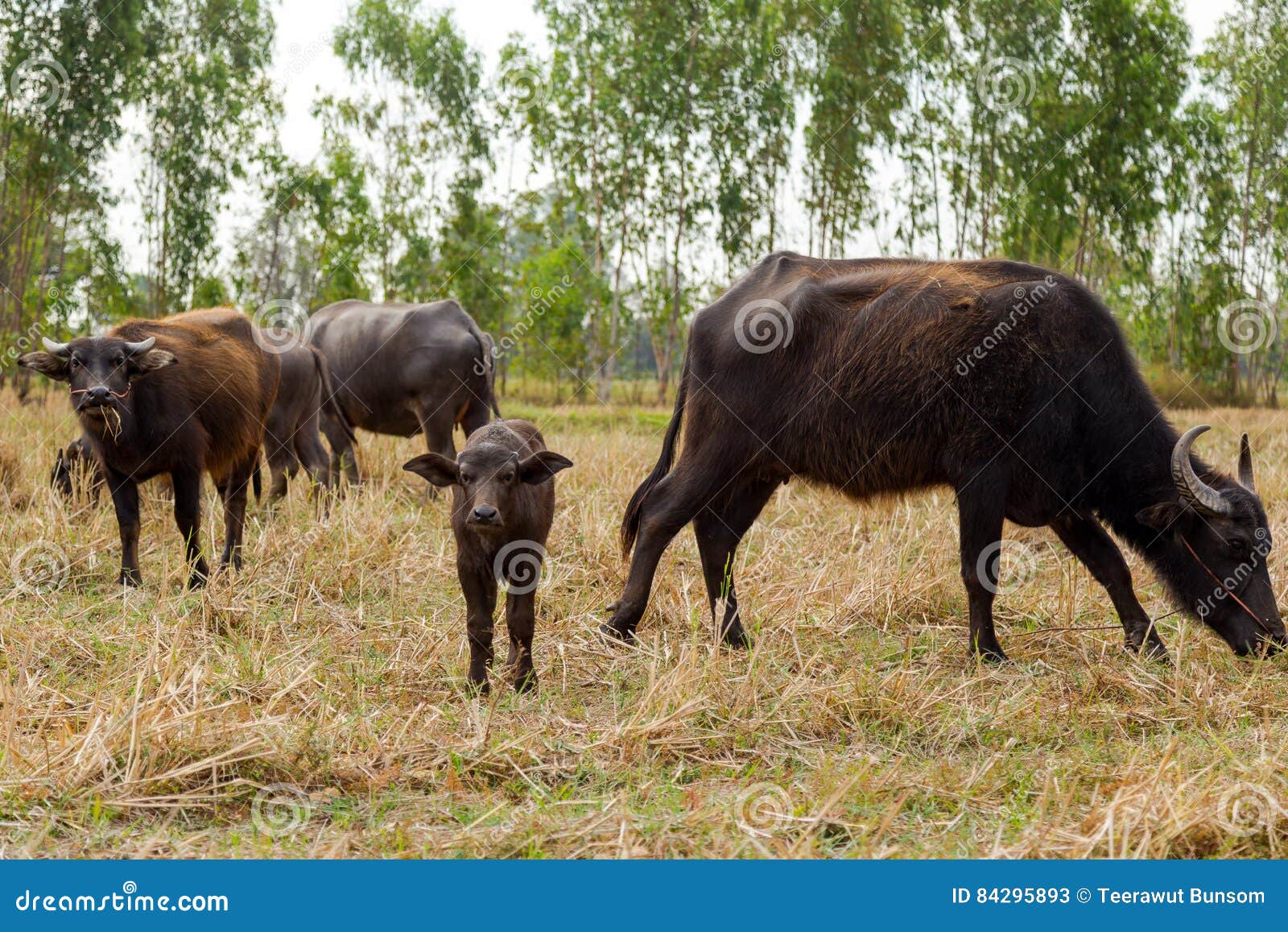 Buffalow and Cow stock image. Image of argriculture, sunset - 84295893