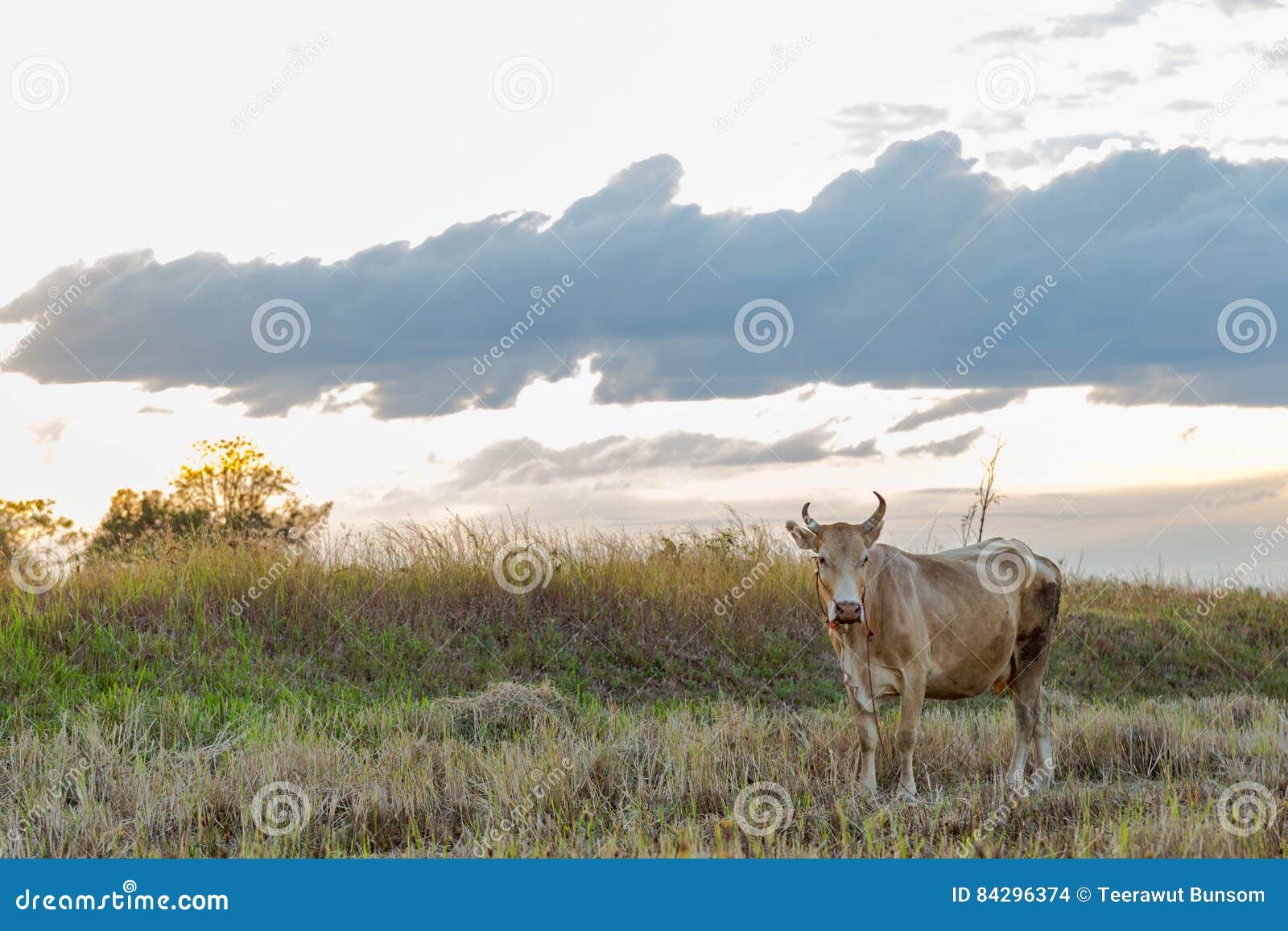 Buffalow and Cow stock photo. Image of local, traditional - 84296374