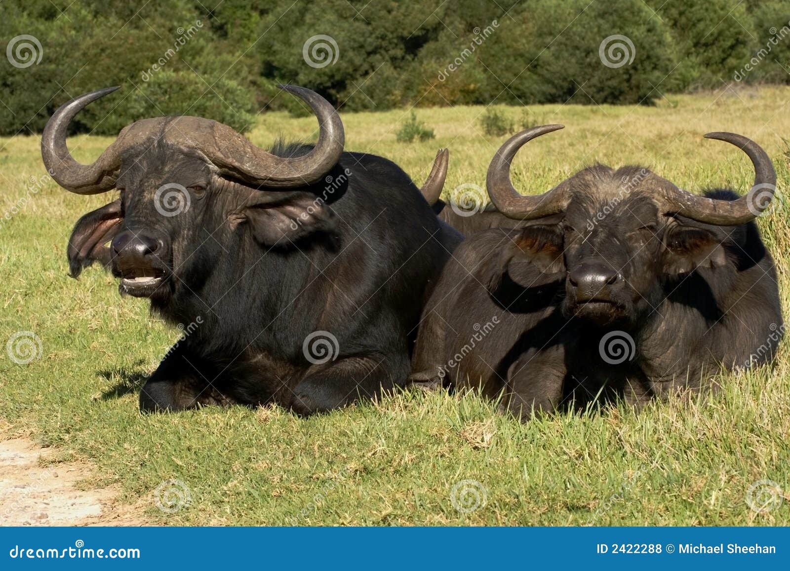 Buffalow mates stock photo. Image of wildlife, hunted - 2422288