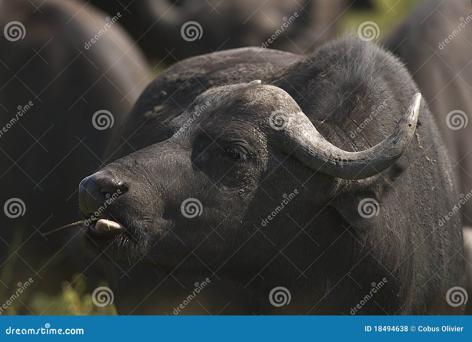 Buffel arkivfoto. Bild av ilskna, buffel, sydligt, stort - 18494638