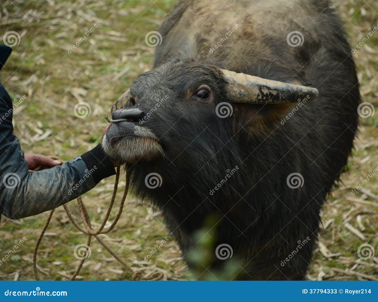 Buffel fotografering för bildbyråer. Bild av medf8ort - 37794333