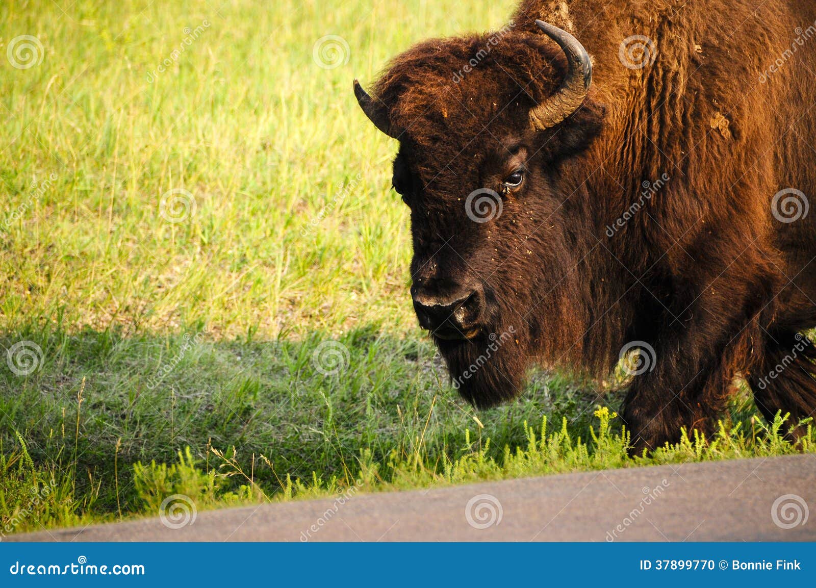 Buffel arkivfoto. Bild av stängning, profil, grön, däggdjur - 37899770