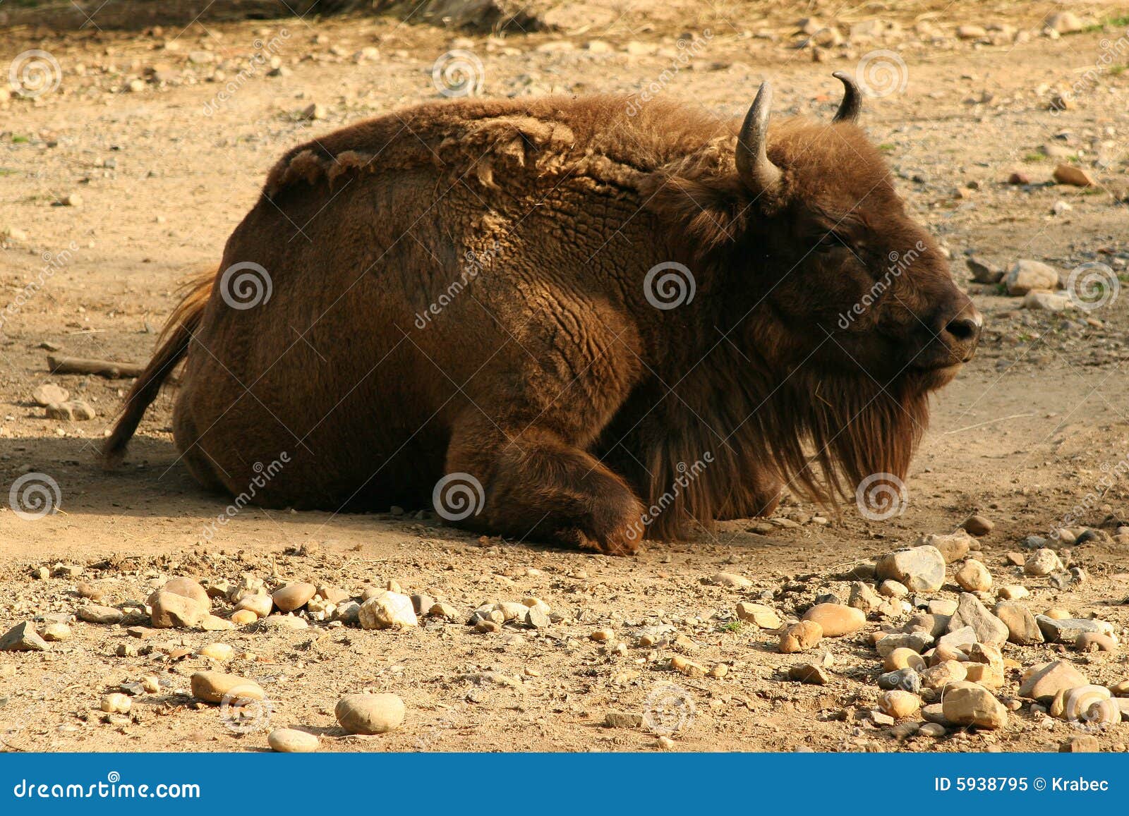Buffel fotografering för bildbyråer. Bild av päls, natur - 5938795
