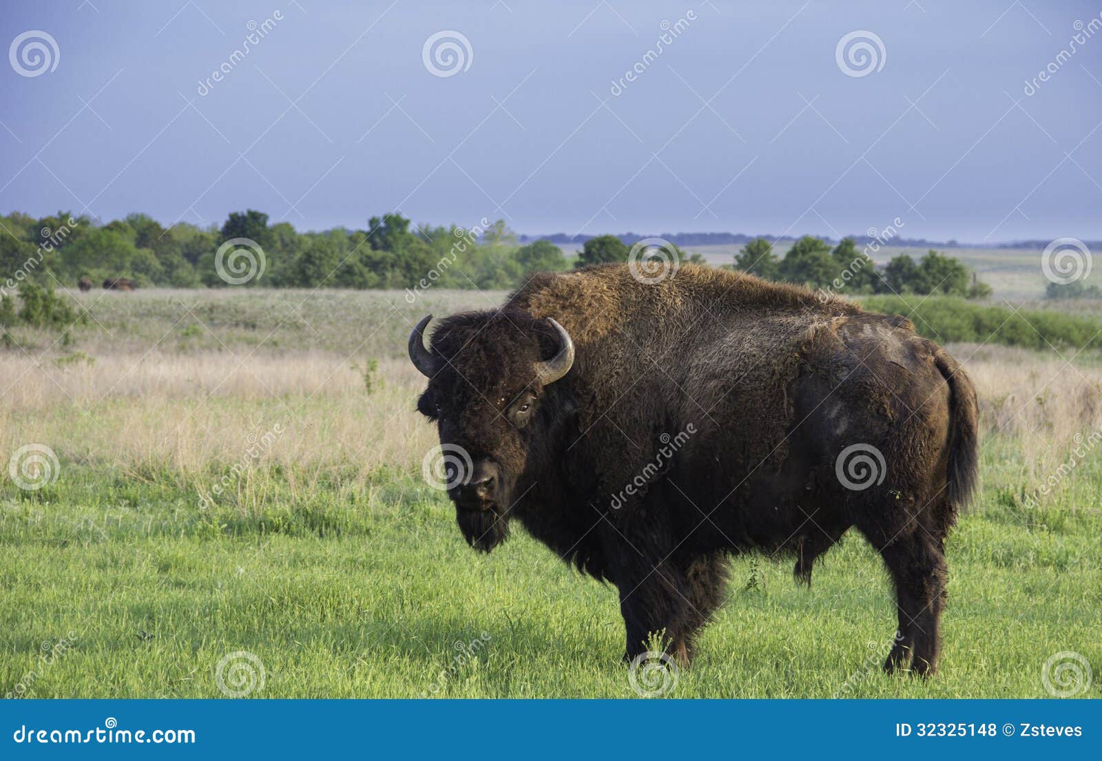 Buffel på prärien arkivfoto. Bild av bison, cowboy, natur - 32325148