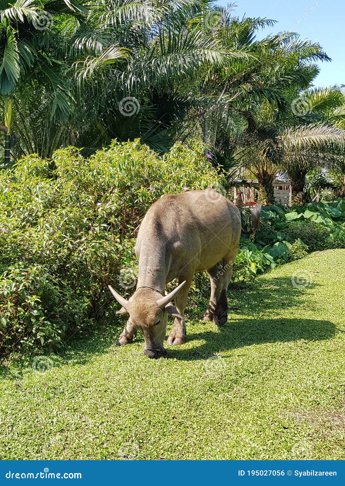 Buffello is Eating the Grass in Villlage in Aceh, Indonesia Stock Photo ...