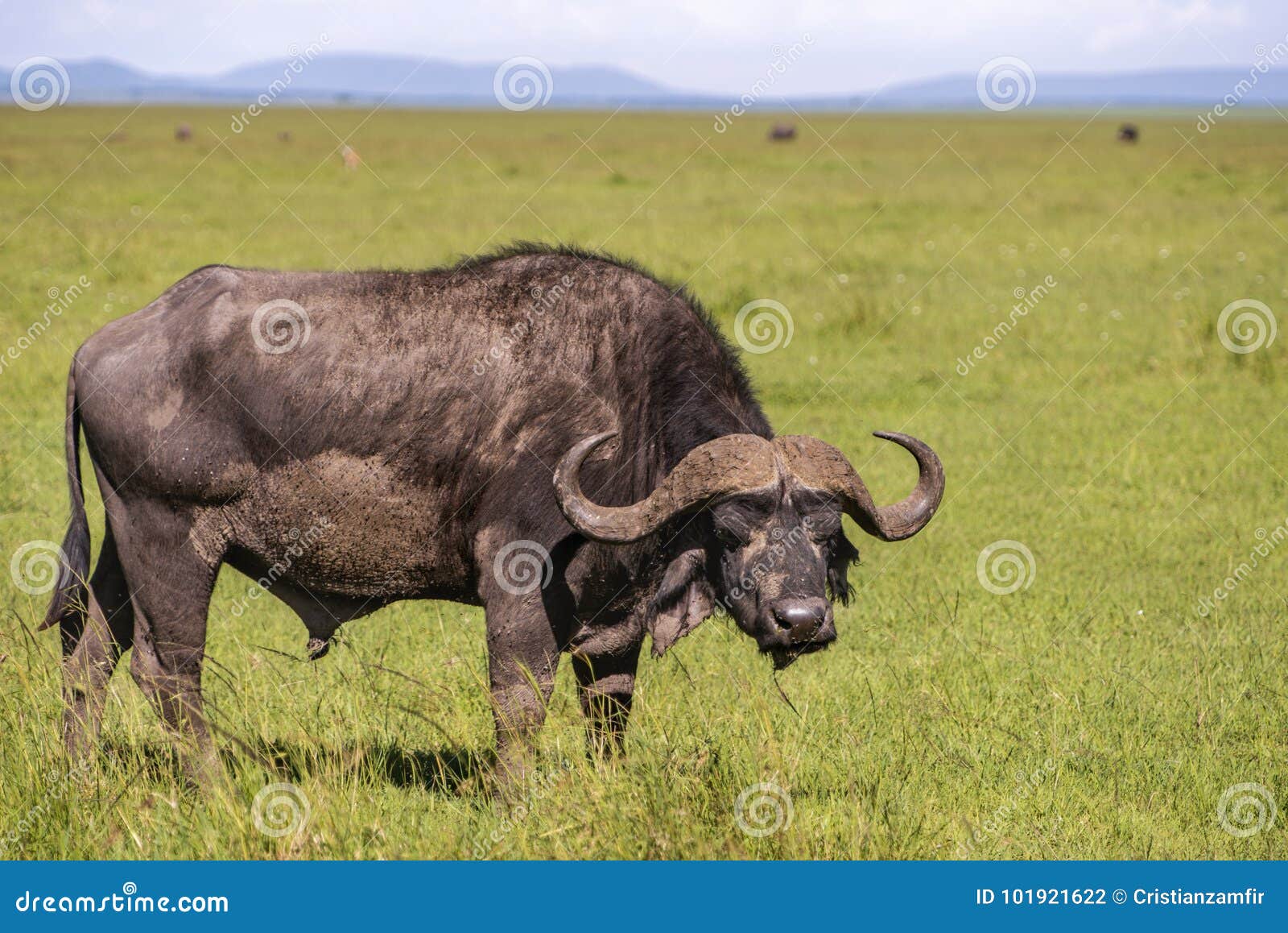 Buffels stock foto. Image of reserveren, gevaarlijk - 101921622