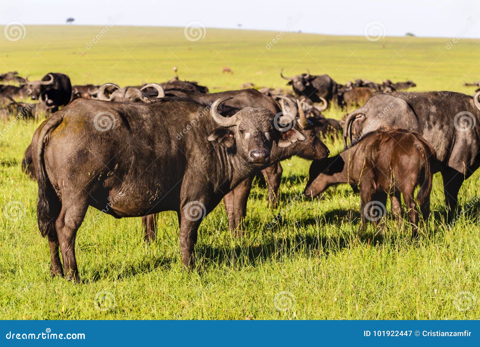 Buffels stock afbeelding. Image of gras, mannetje, genaturaliseerd ...