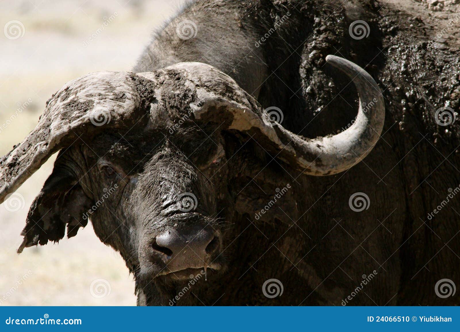 Buffels stock foto. Image of runder, kaap, zoogdier, humeurig - 24066510