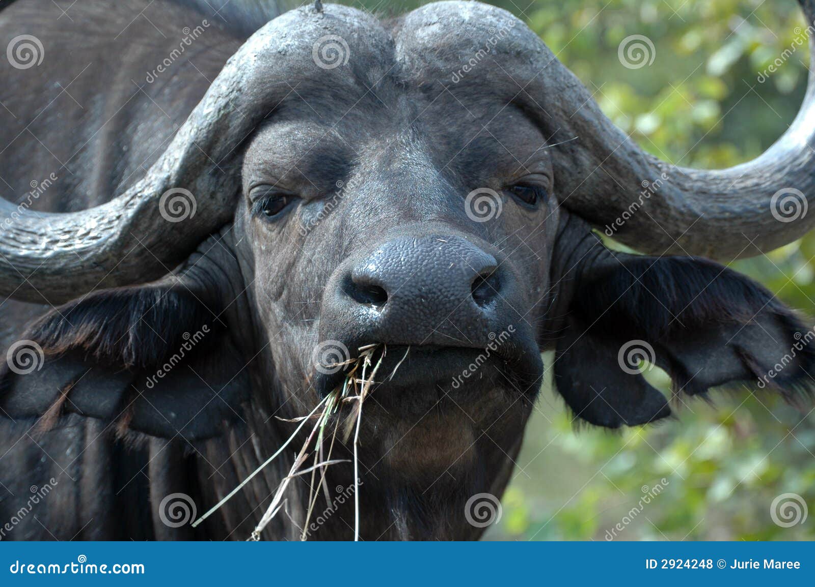 Buffels. stock foto. Image of mens, mannelijk, afrika - 2924248