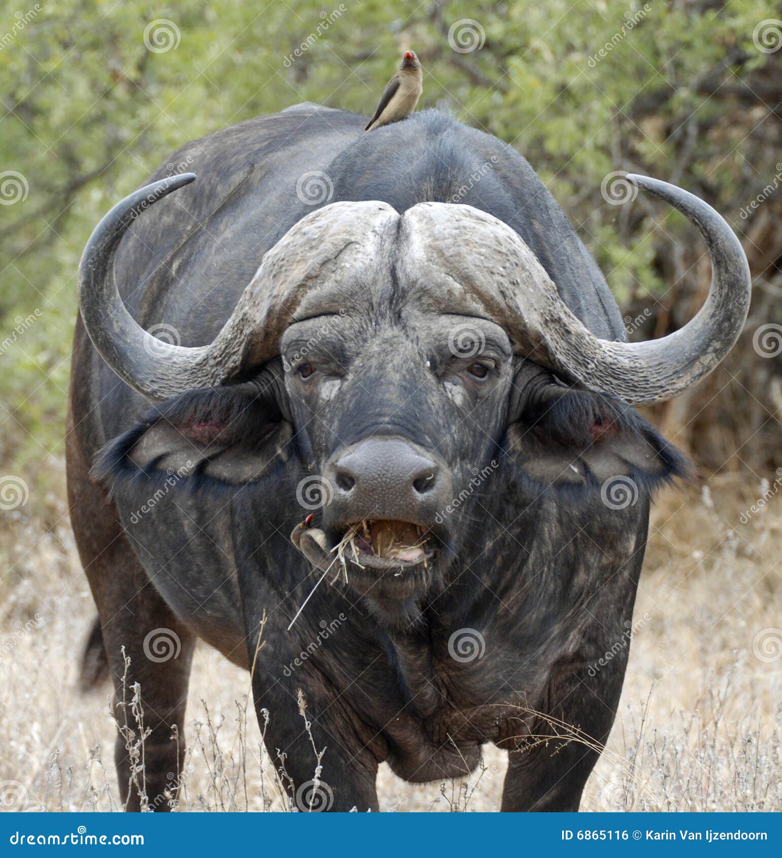 Buffels stock foto. Image of afrika, hoorn, wild, kruger - 6865116