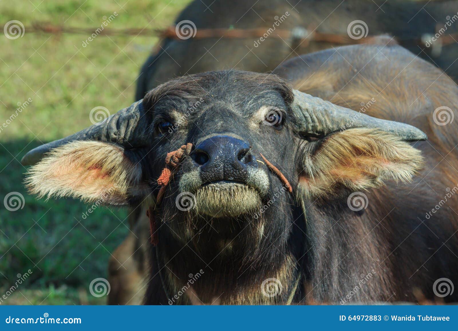 Buffels, Buffels Thailand, Dier Stock Afbeelding - Image of landbouwer ...