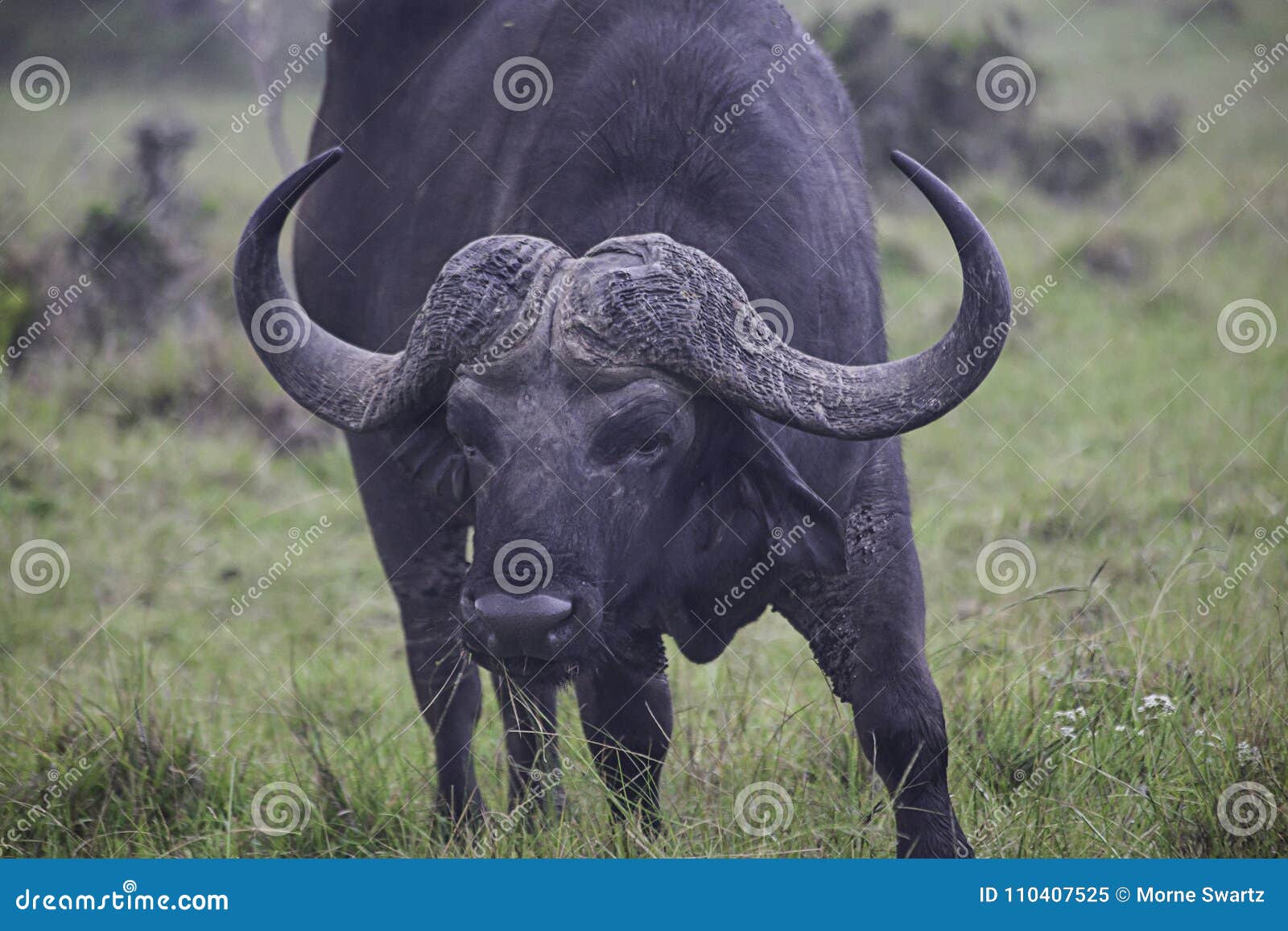 Buffelsdier stock afbeelding. Image of afrikaans, kalf - 110407525