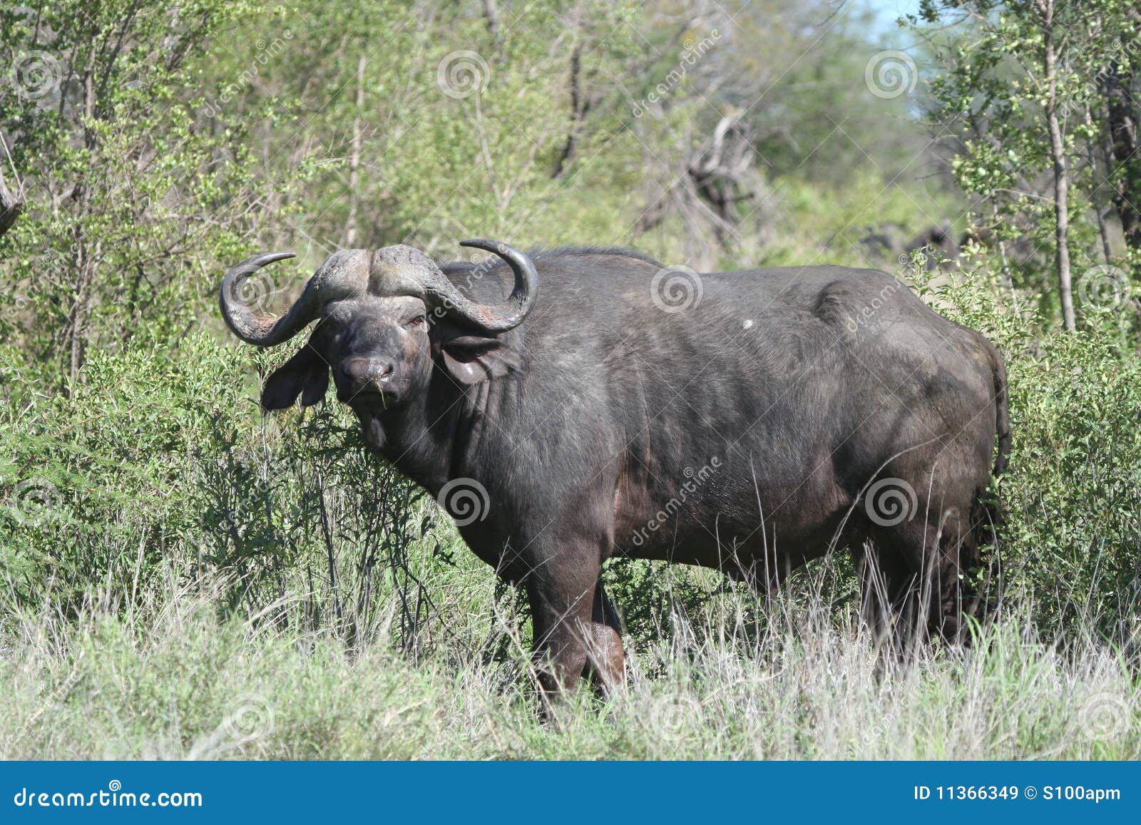 Buffle africain image stock. Image du troupeau, rester - 11366349