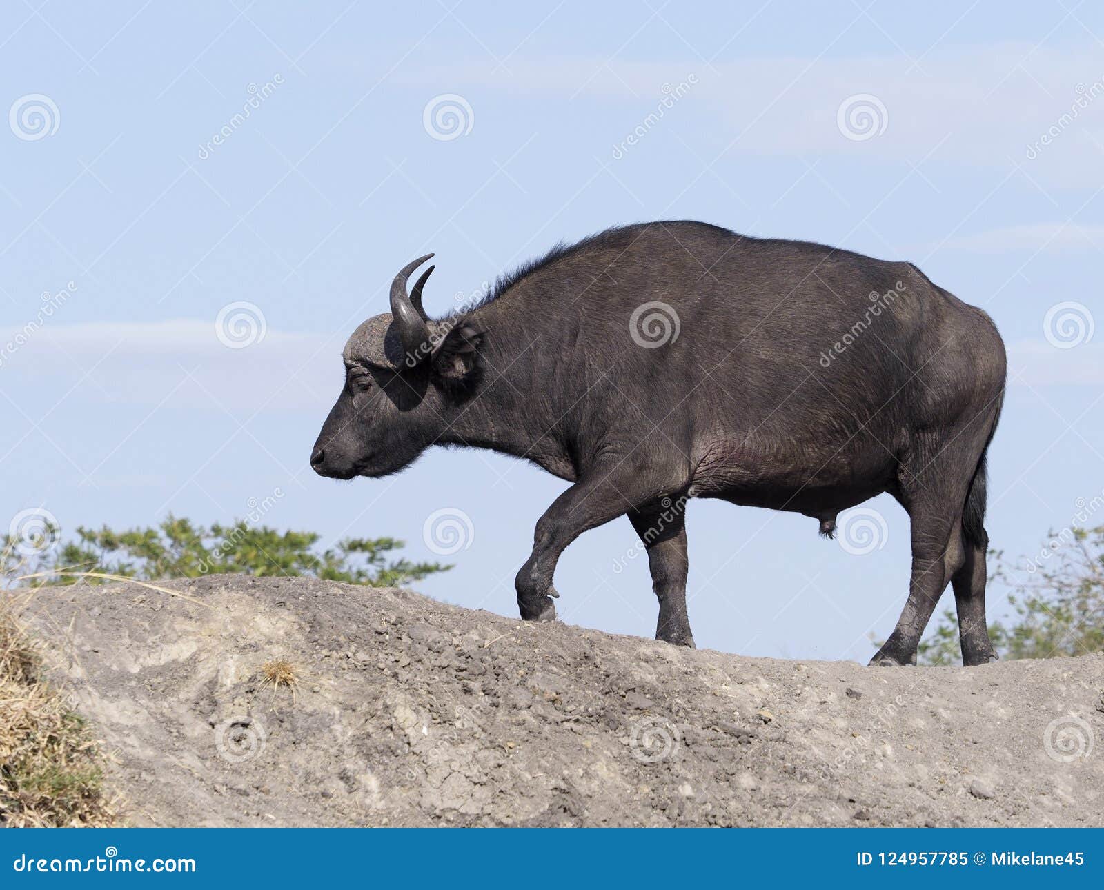 Buffle Africain, Caffer De Syncerus Image stock - Image du buffle ...