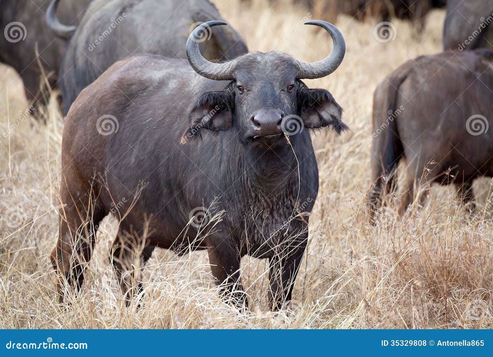 Buffle Africain (caffer De Syncerus) Photo stock - Image du safari ...