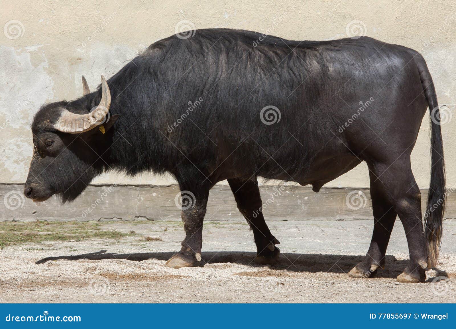 Buffle D'eau Asiatique Et X28 ; Bubalis& X29 De Bubalus ; Photo stock ...