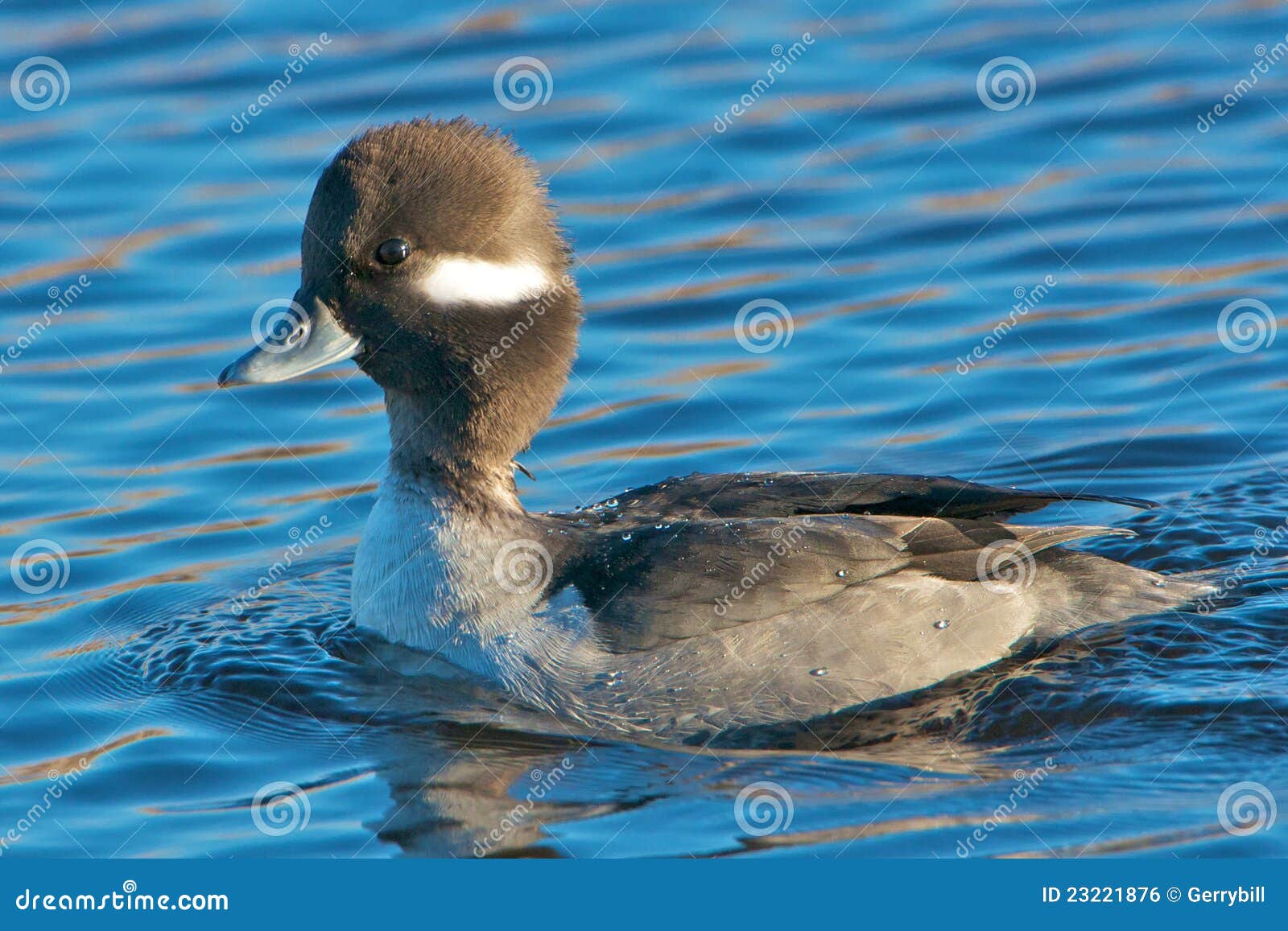 Bufflehead stock photo. Image of wildlife, duck, national - 23221876