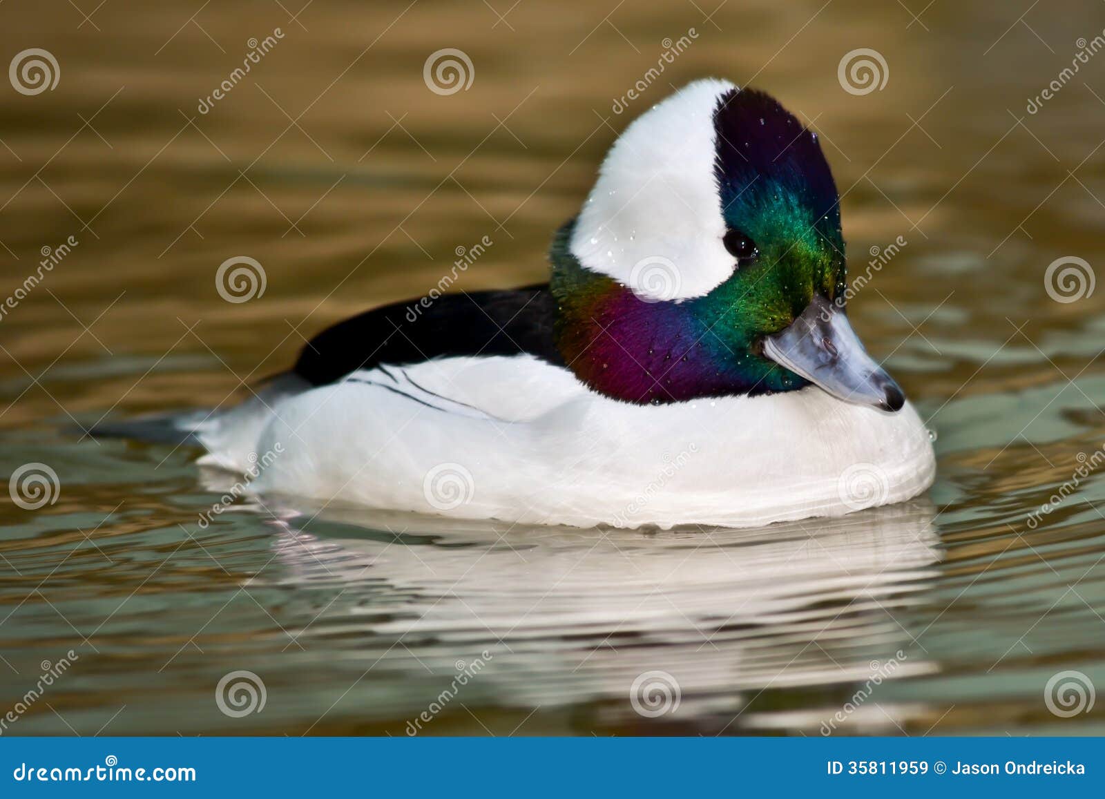 Bufflehead stock image. Image of avian, droplet, bucephala - 35811959