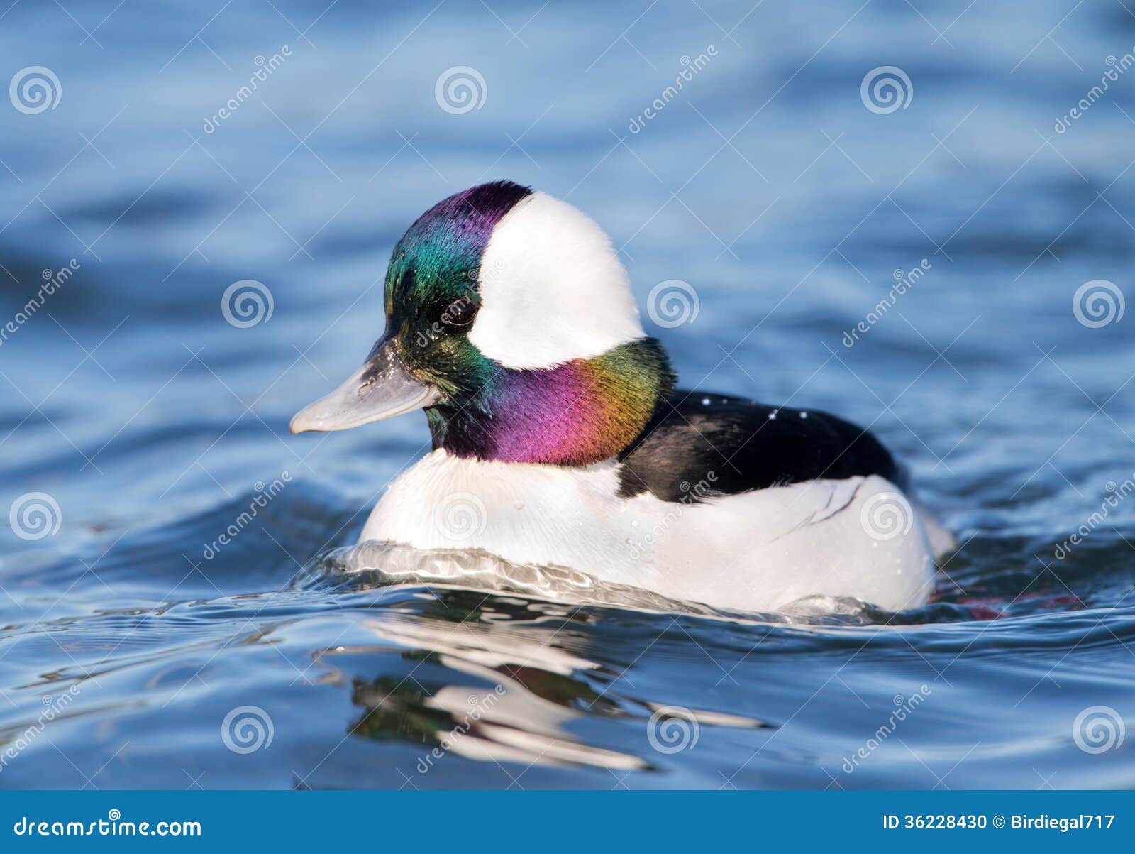 Bufflehead, Diving Duck, Male Stock Photo - Image of nature, blue: 36228430