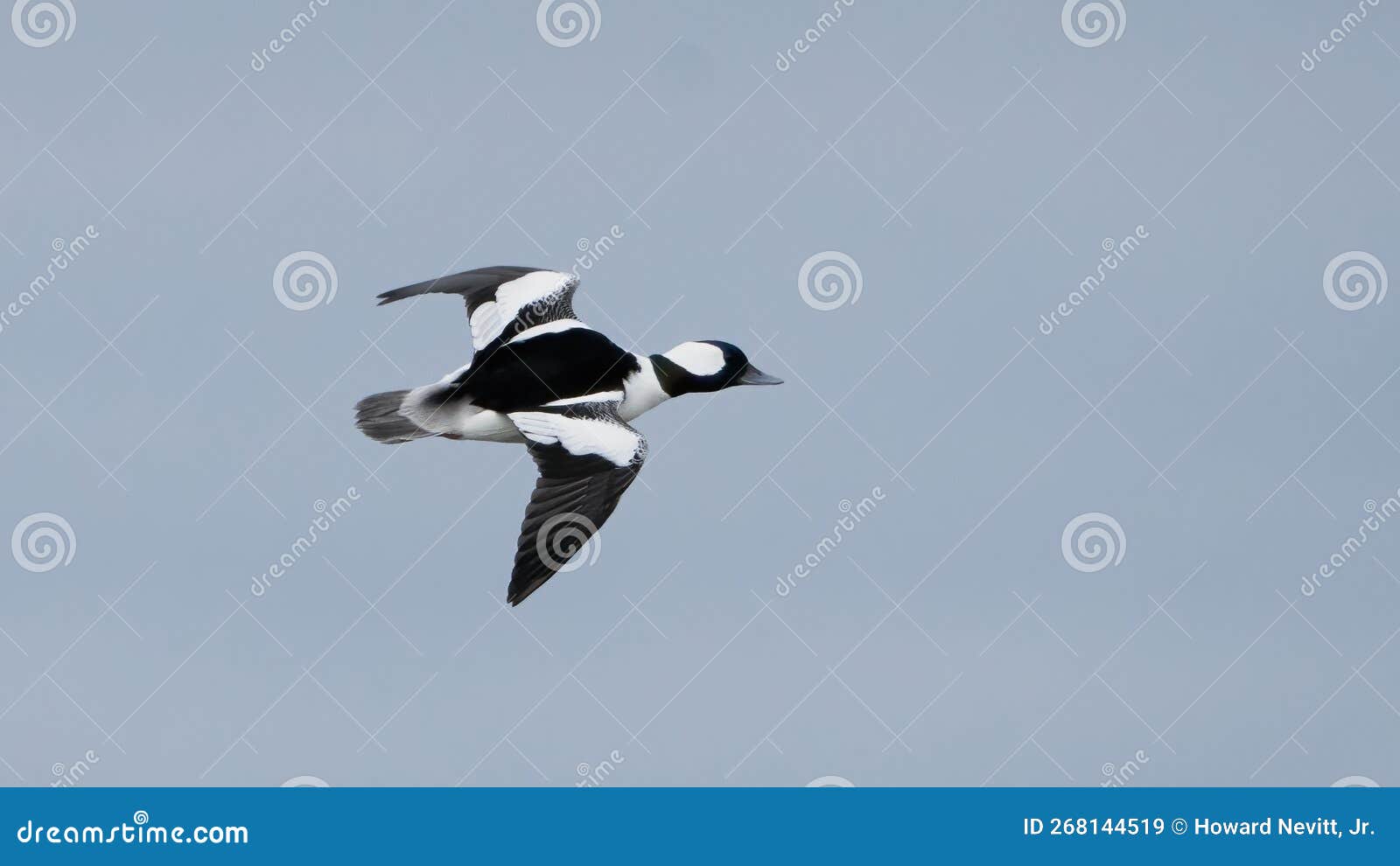 Bufflehead Drake Duck Flying Against Blue Sky Stock Image - Image of ...