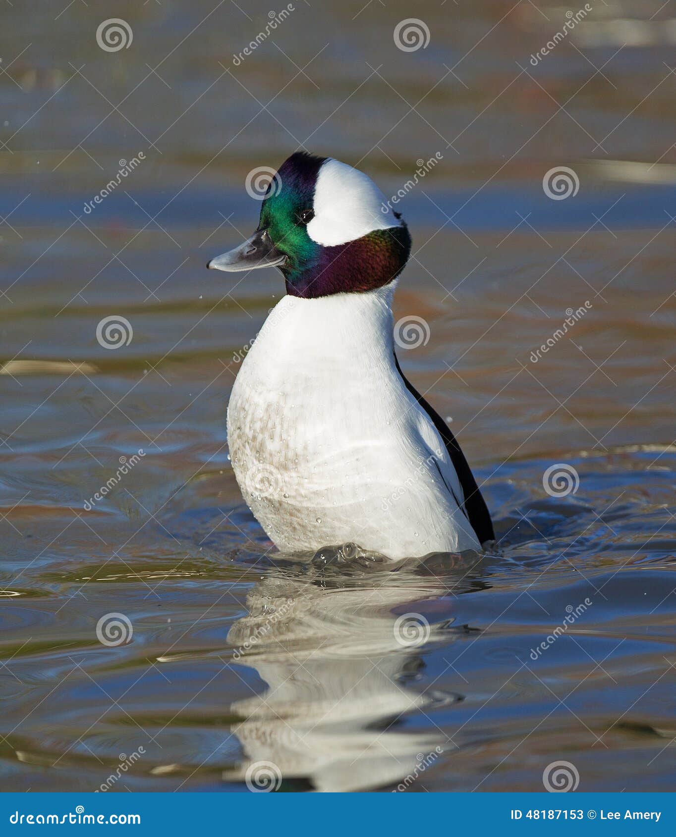 Bufflehead stock image. Image of wings, wildfowl, drake - 48187153