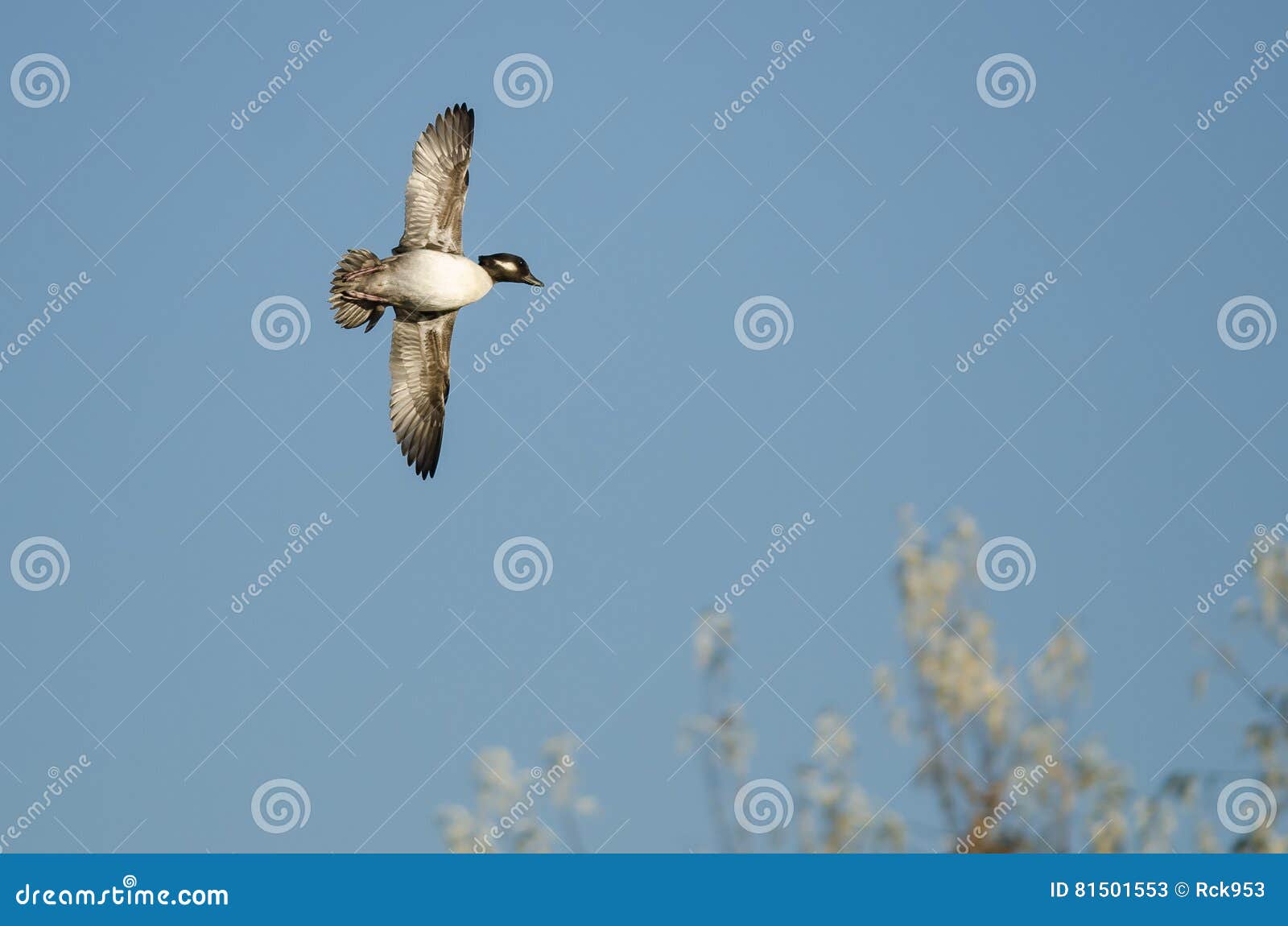 Bufflehead Duck Flying in a Blue Sky Stock Image - Image of bufflehead ...
