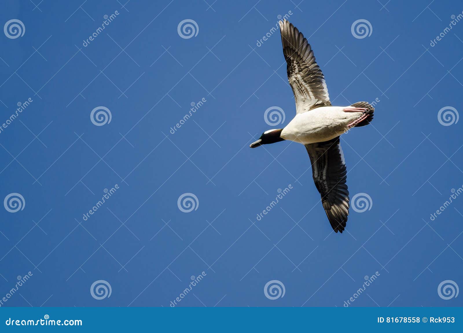 Bufflehead Duck Flying in a Blue Sky Stock Photo - Image of waterfowl ...