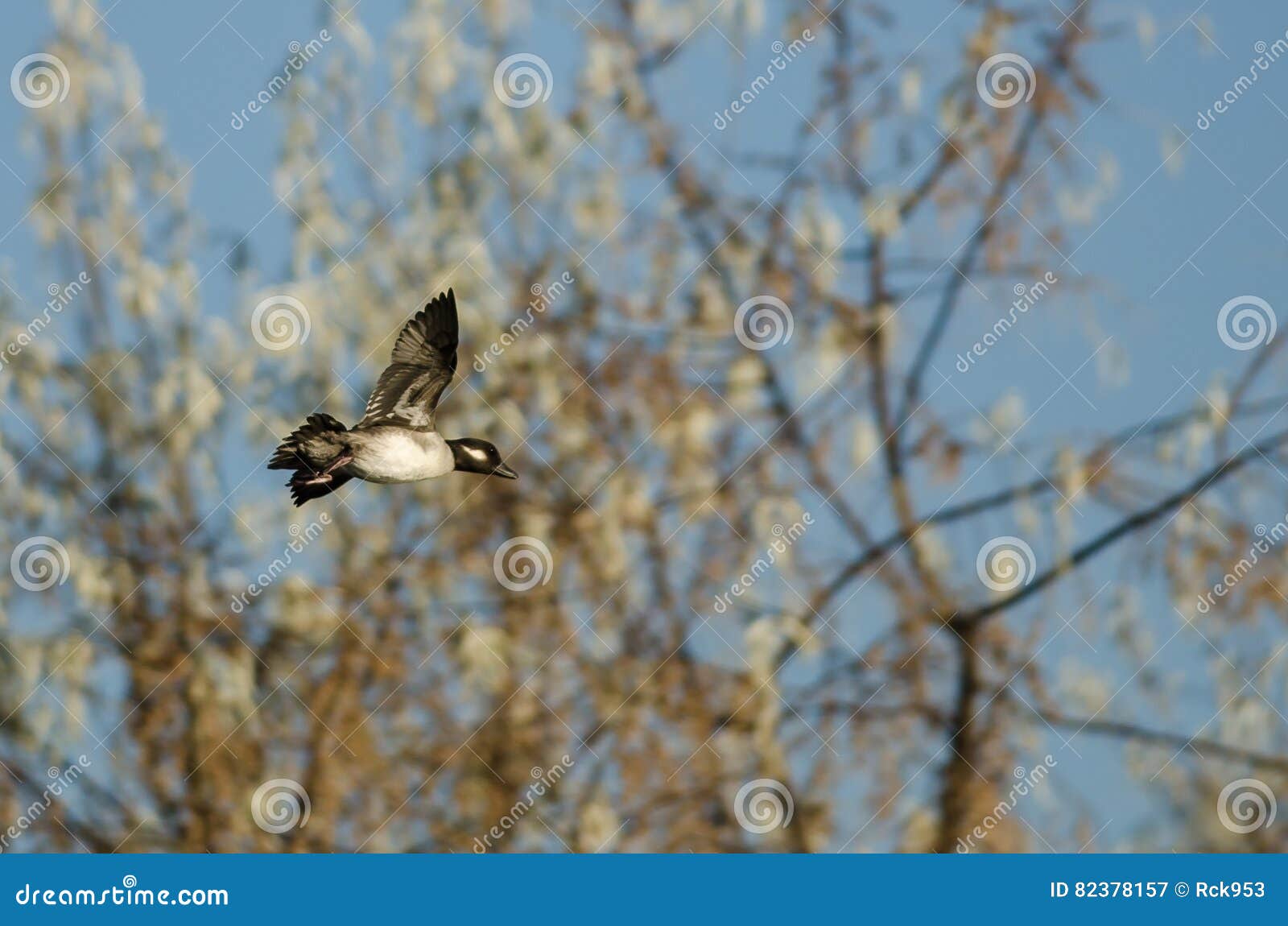 Bufflehead Duck Flying Past the Autumn Trees Stock Image - Image of ...