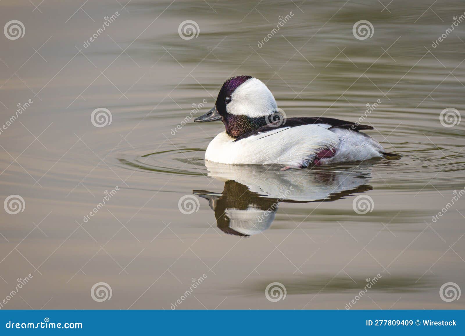 Bufflehead Duck Gliding Across the Peaceful Surface of a Tranquil Pond ...