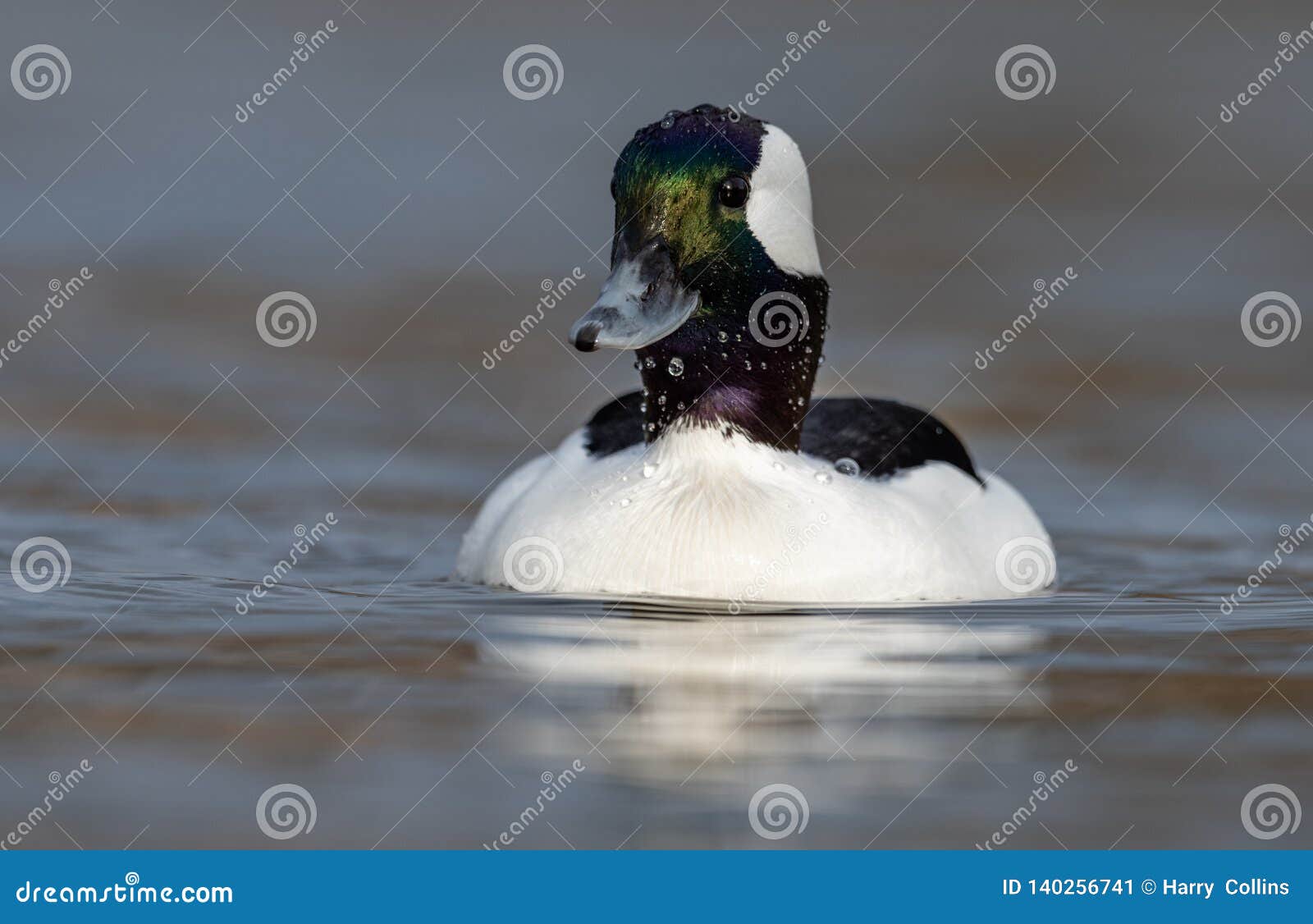 Bufflehead in Canada stock image. Image of northern - 140256741