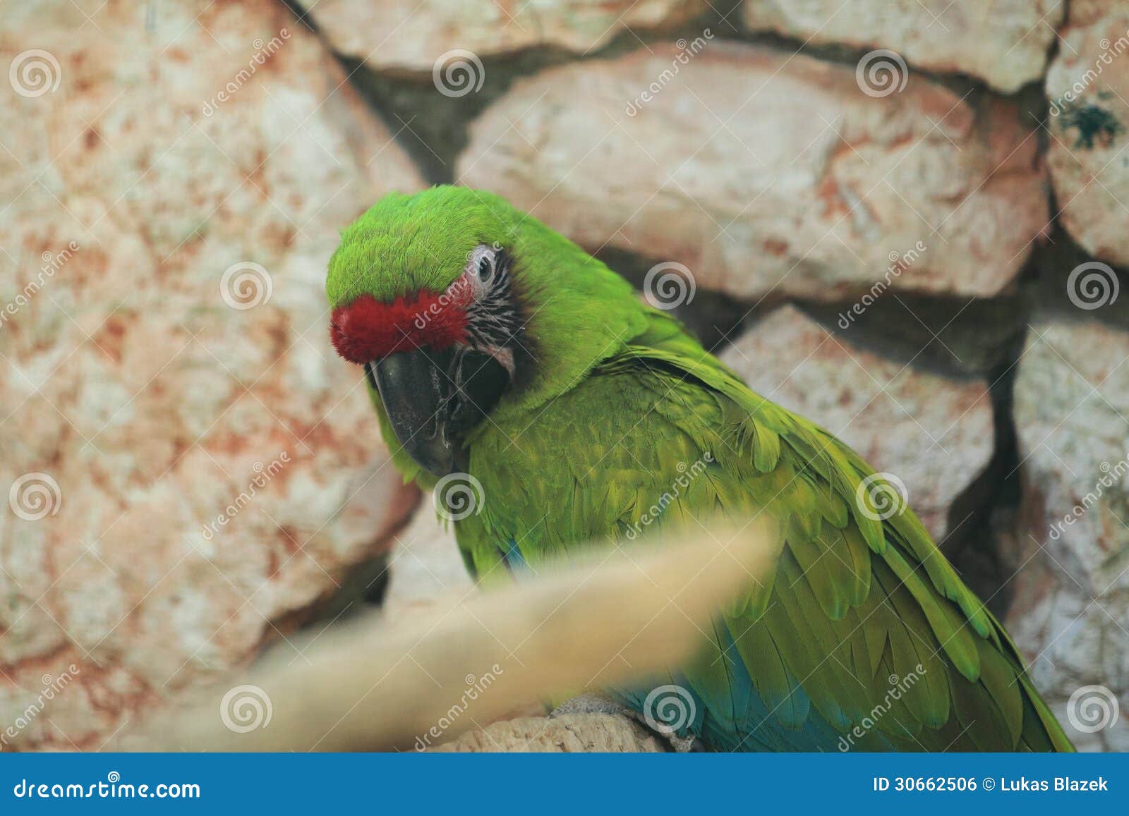 Buffon macaw stock photo. Image of american, bird, nature - 30662506