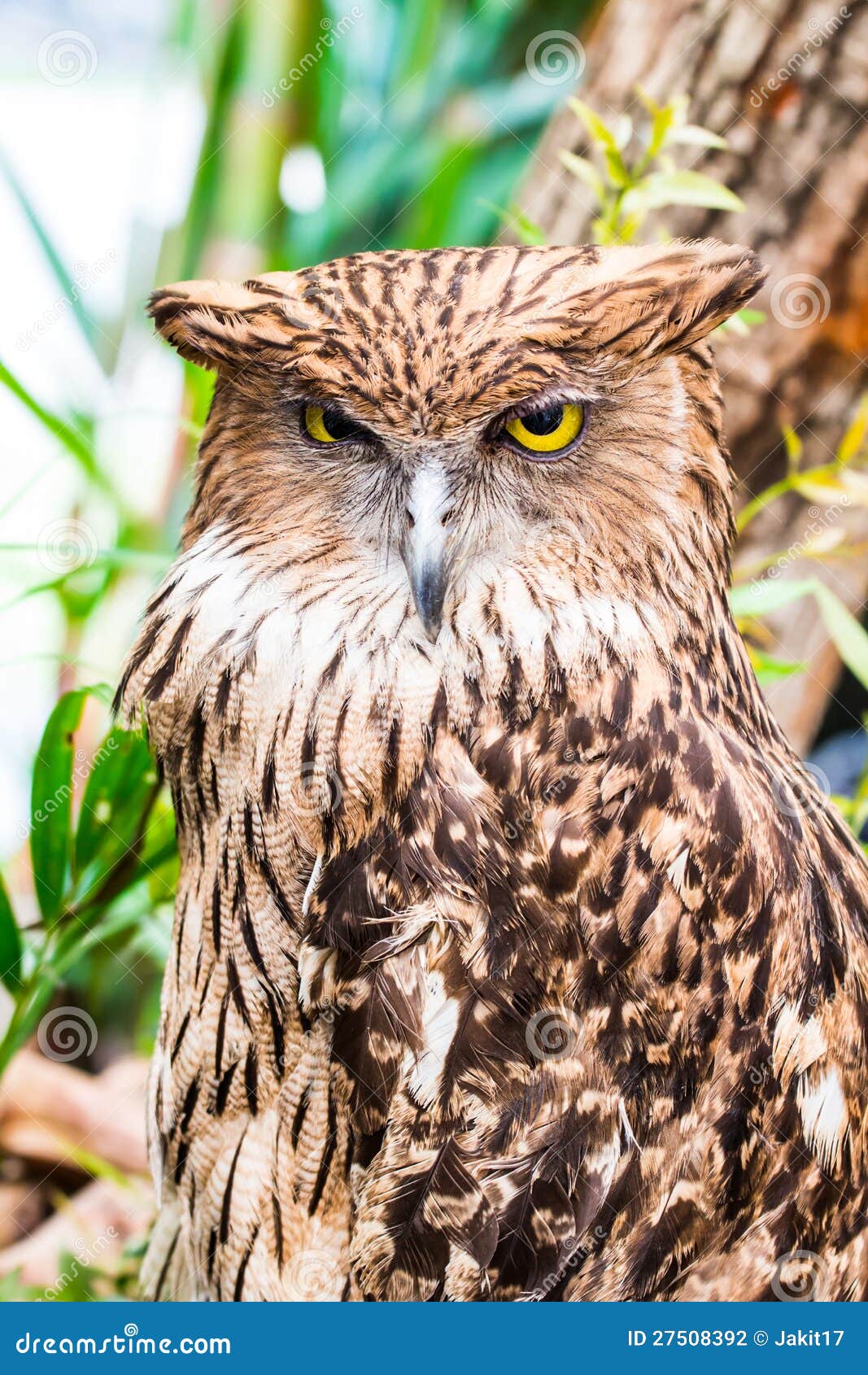 Buffy Fish Owl - Ketupa Ketupu Known As The Malay Fish Owl, Is A ...
