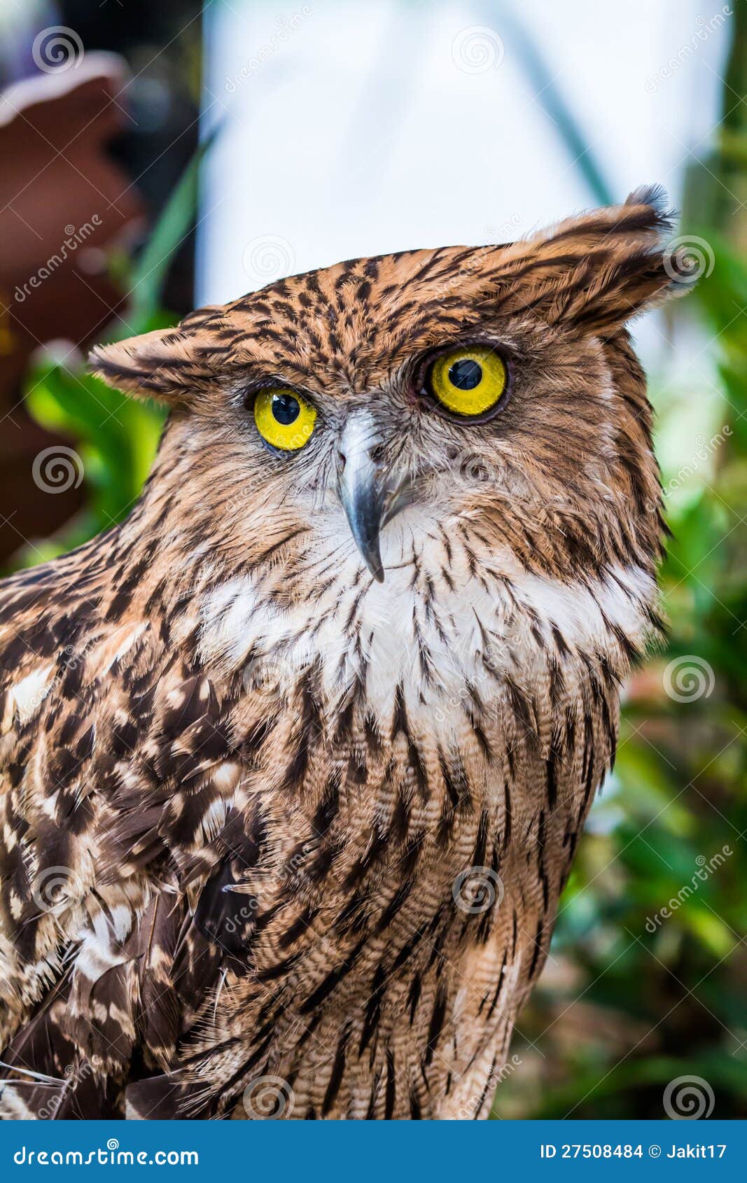 Buffy Fish Owl - Ketupa Ketupu Known As The Malay Fish Owl, Is A ...