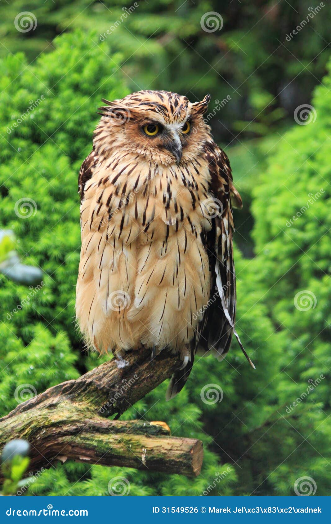 Buffy Fish Owl - Ketupa Ketupu Known As The Malay Fish Owl, Is A ...