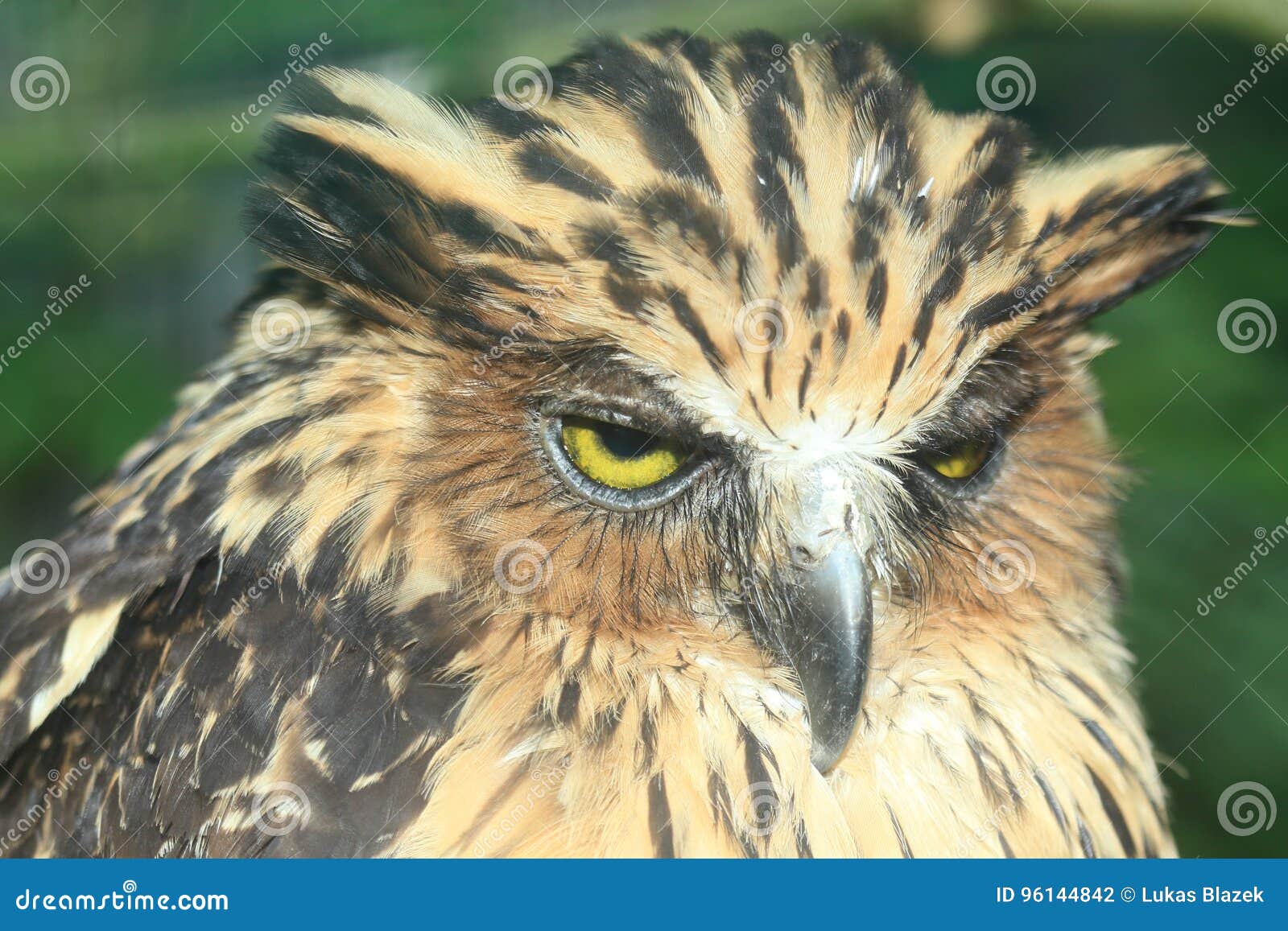 Buffy Fish Owl - Ketupa Ketupu Known As The Malay Fish Owl, Is A ...