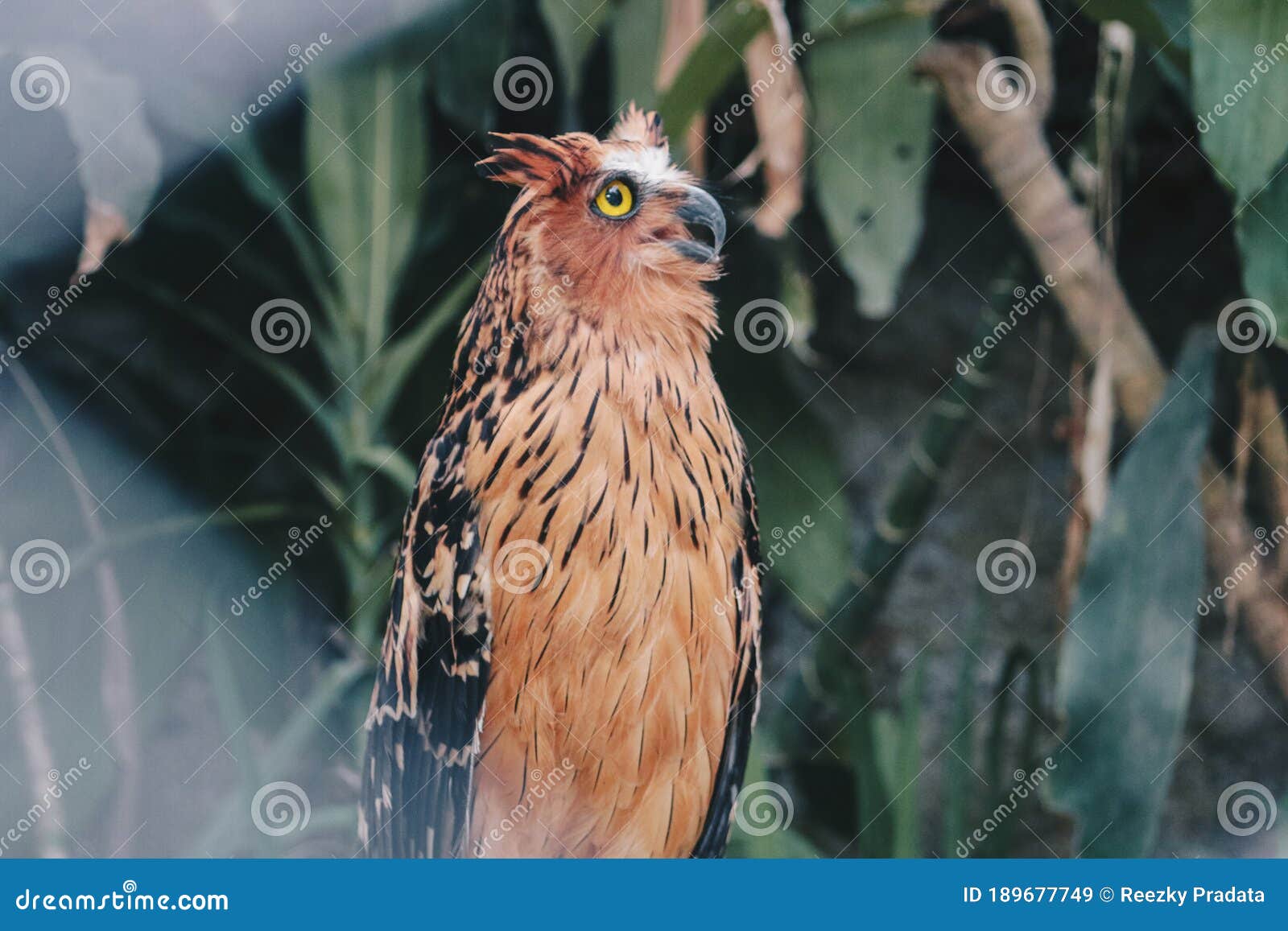 Buffy Fish Owl Ketupa Ketupu Also Called the Malay Fish Owl. Stock ...
