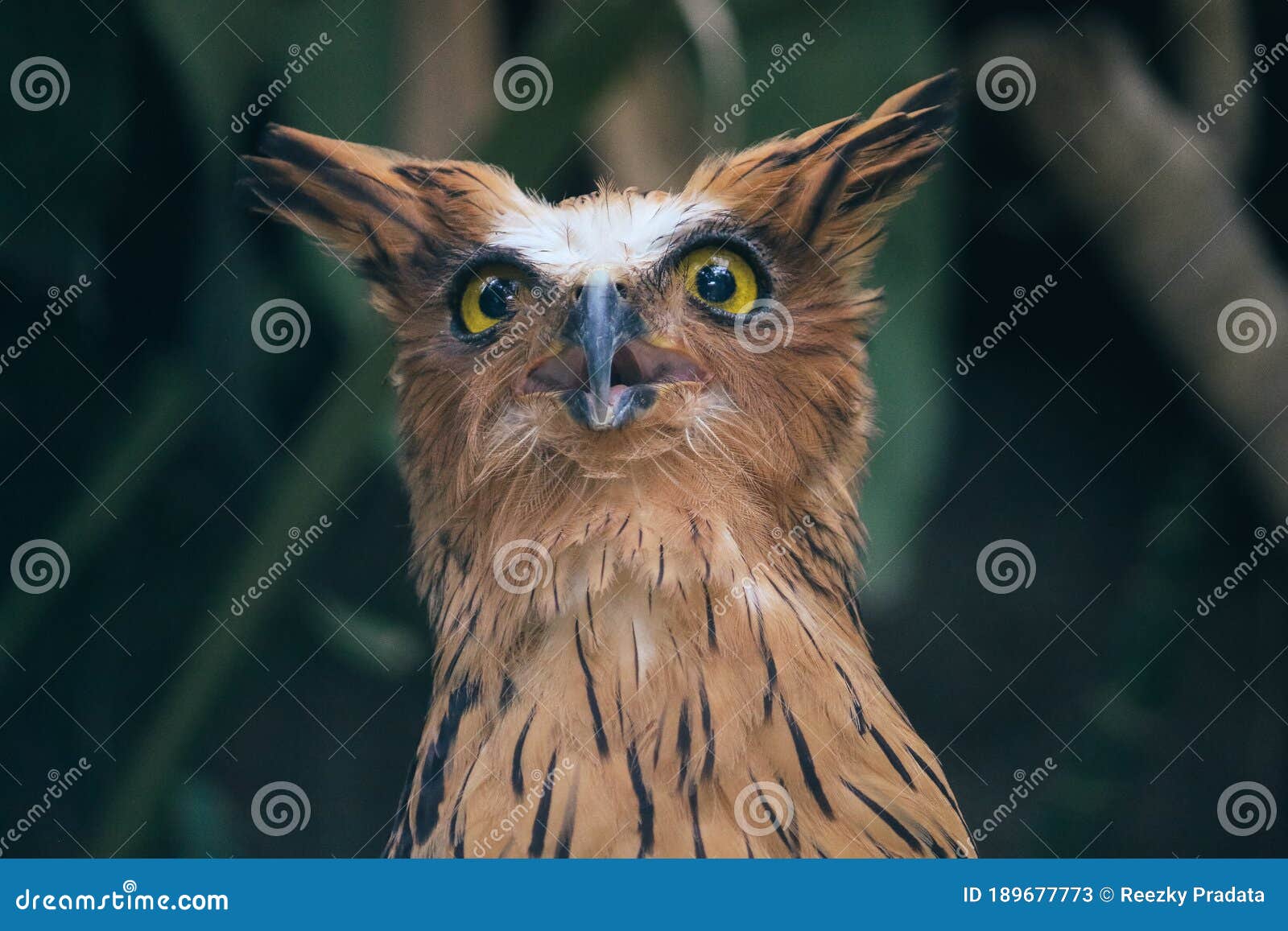 Buffy Fish Owl Ketupa Ketupu Also Called the Malay Fish Owl. Stock ...