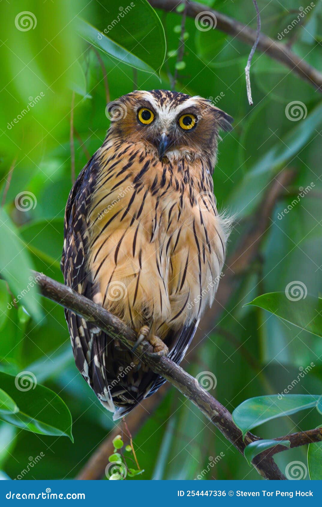 Buffy Fish Owl stock photo. Image of wildlife, look - 254447336