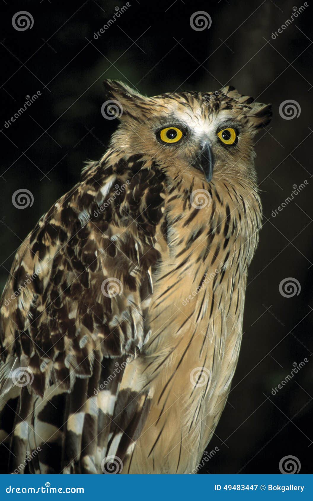 Buffy Fish-owl stock image. Image of tropicalbirds, nature - 49483447