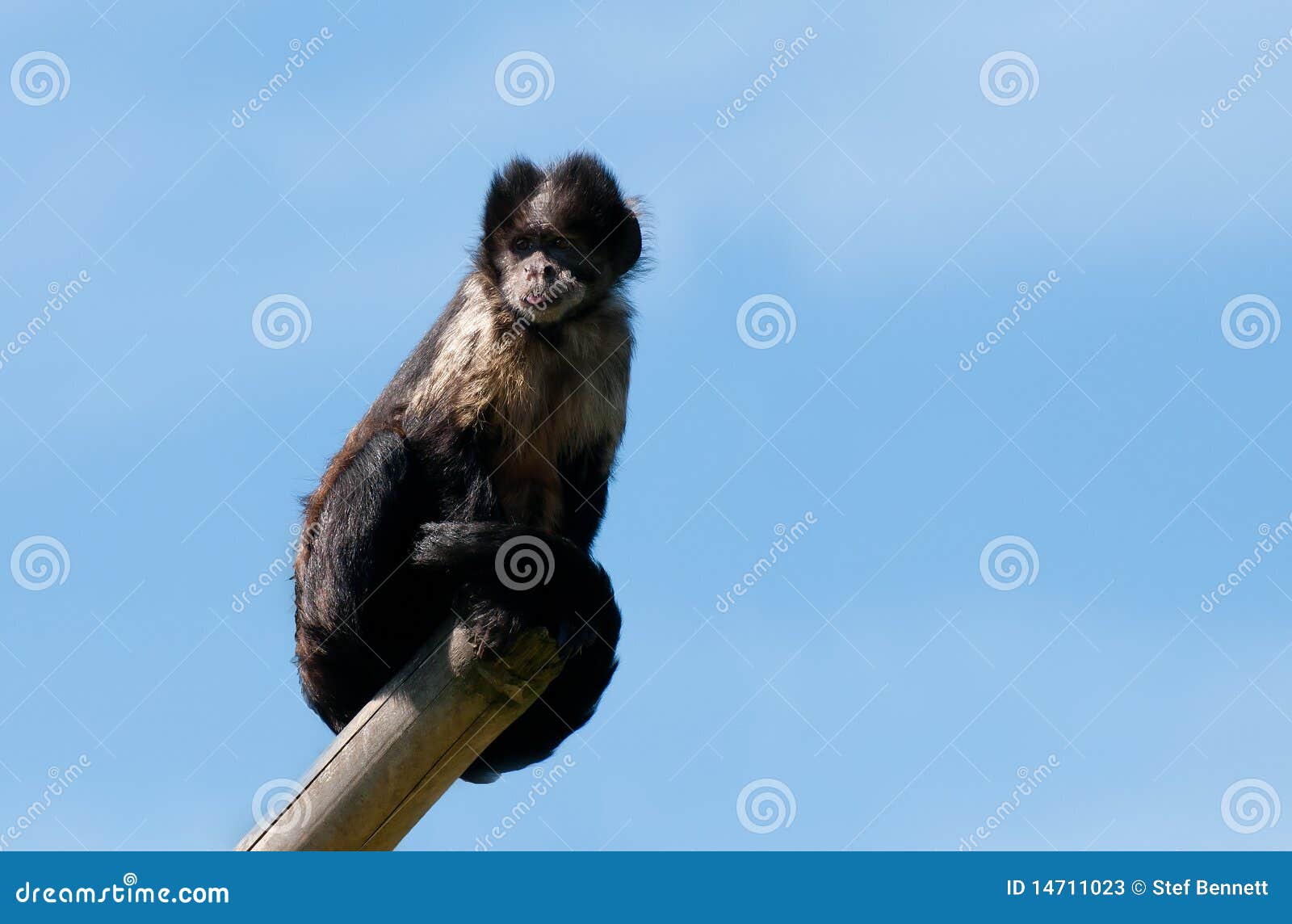 Buffy Headed Capuchin stock image. Image of animals, capuchin - 14711023