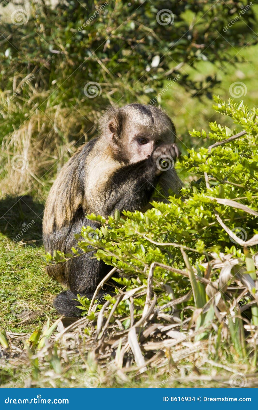 Buffy-headed Capuchin Monkey Stock Photo - Image of capuchin, wildlife ...