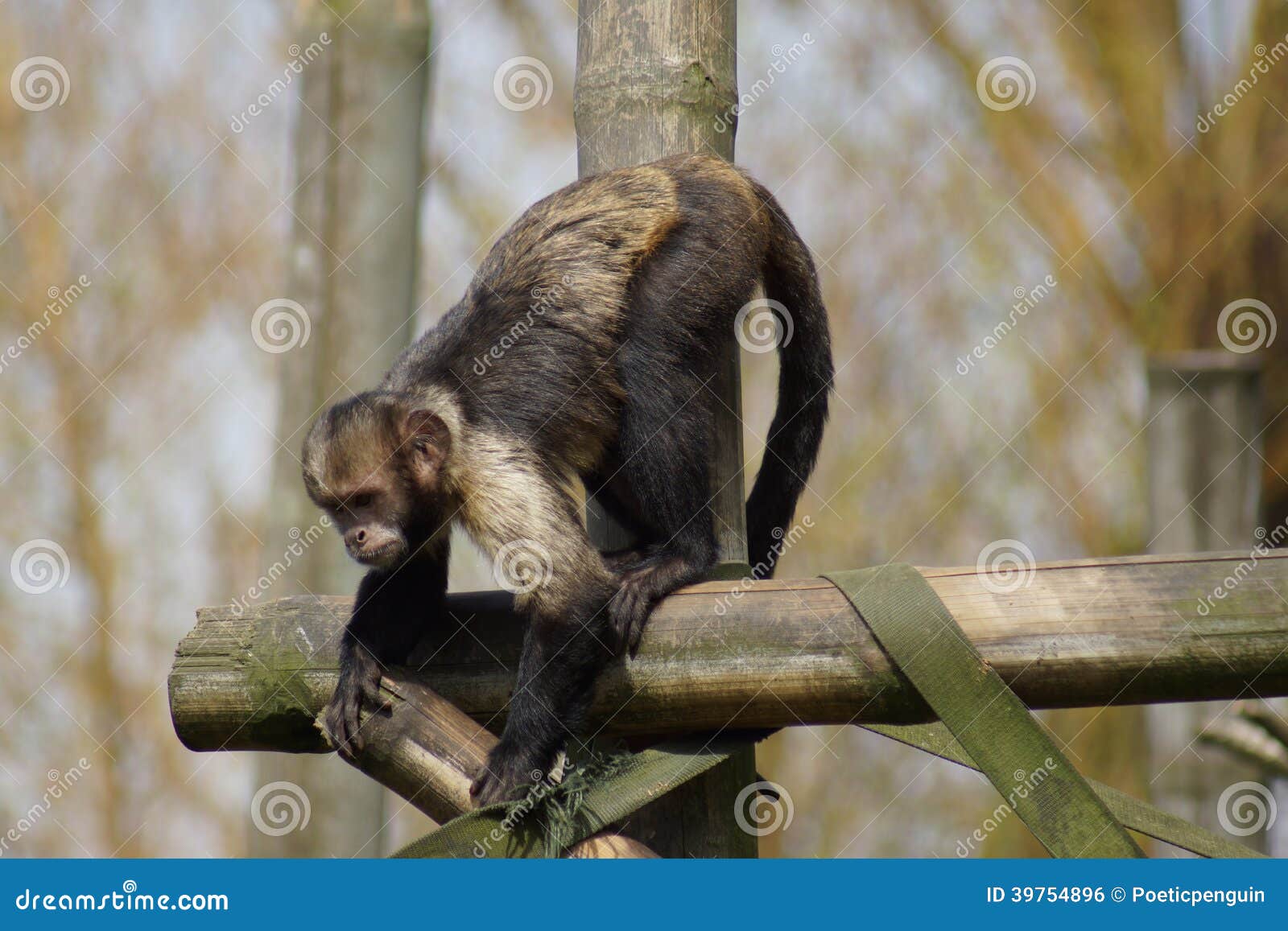 Buffy-headed Capuchin - Sapajus Xanthosternos Stock Photo - Image of ...