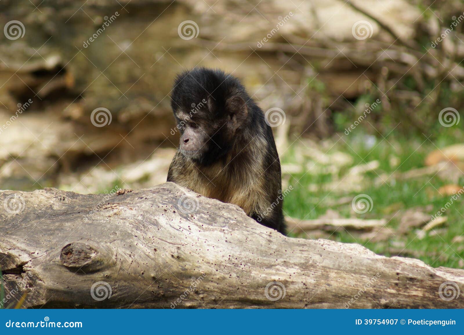 Buffy-headed Capuchin - Sapajus Xanthosternos Stock Image - Image of ...