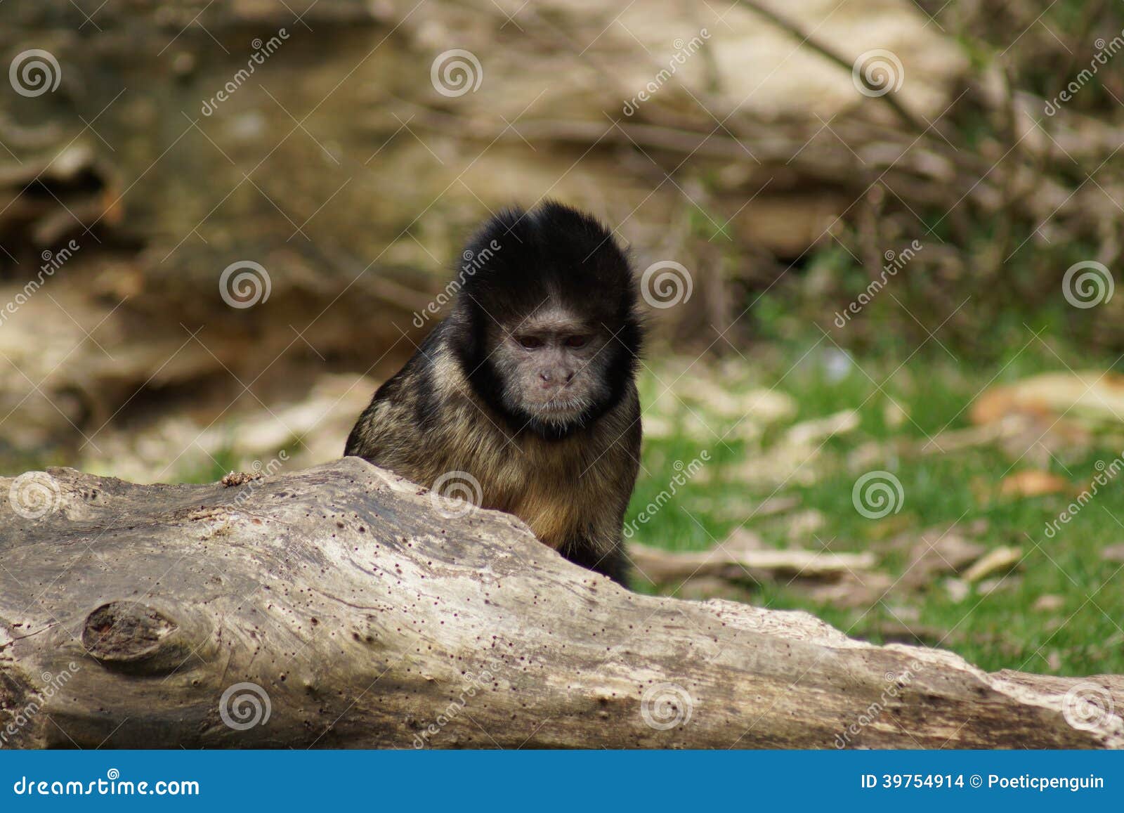 Buffy-headed Capuchin - Sapajus Xanthosternos Stock Photo - Image of ...