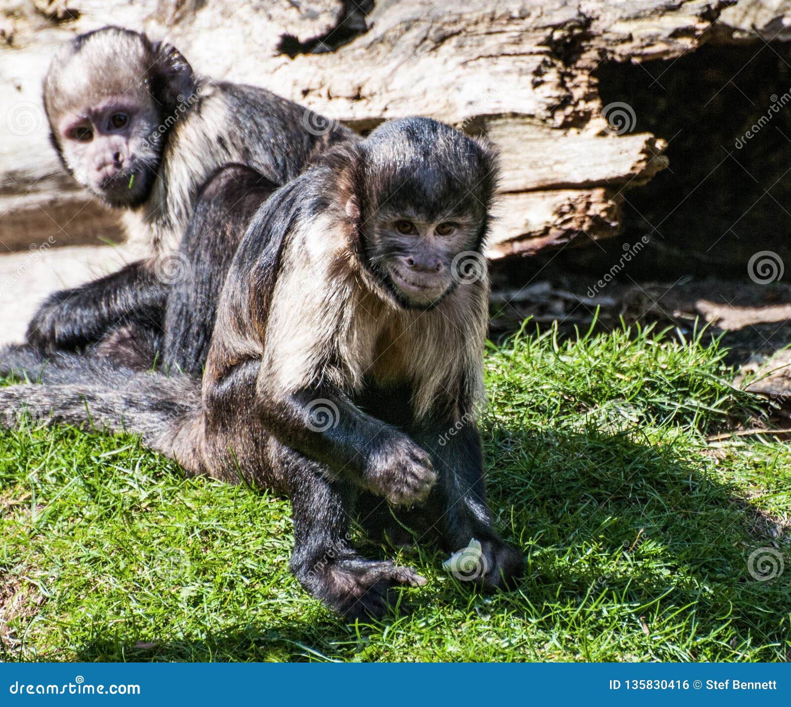 Buffy Headed Capuchin stock photo. Image of headed, capuchin - 135830416