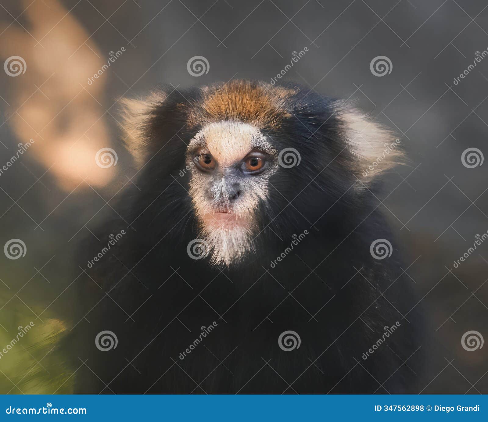 Buffy-tufted Marmoset Monkey Stock Photo - Image of world, endemic ...
