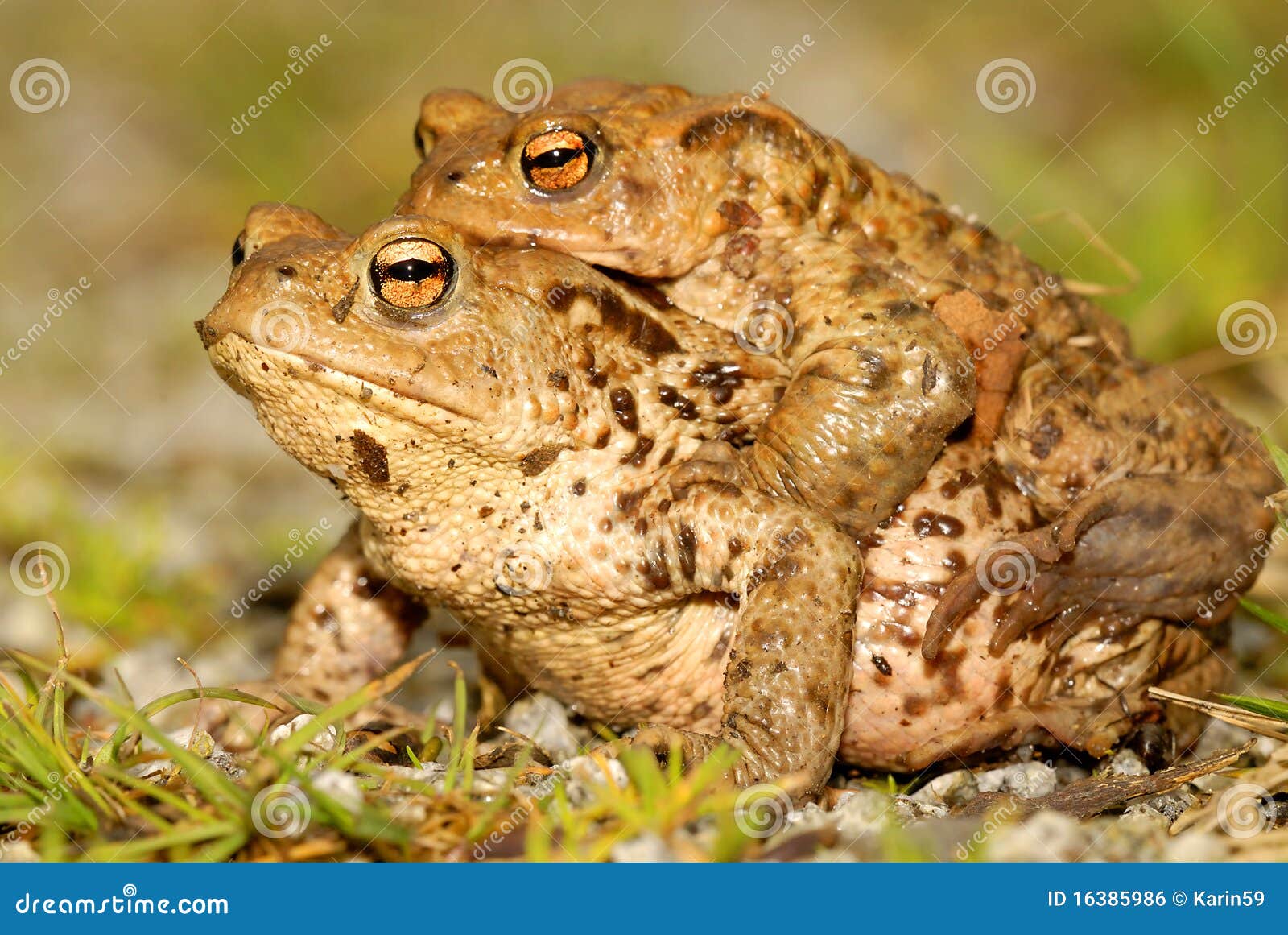 Bufo stock photo. Image of amphibians, bufo, pond, nature - 16385986